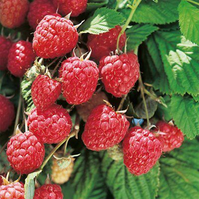 Verve Edible Raspberry Berry fruit plant