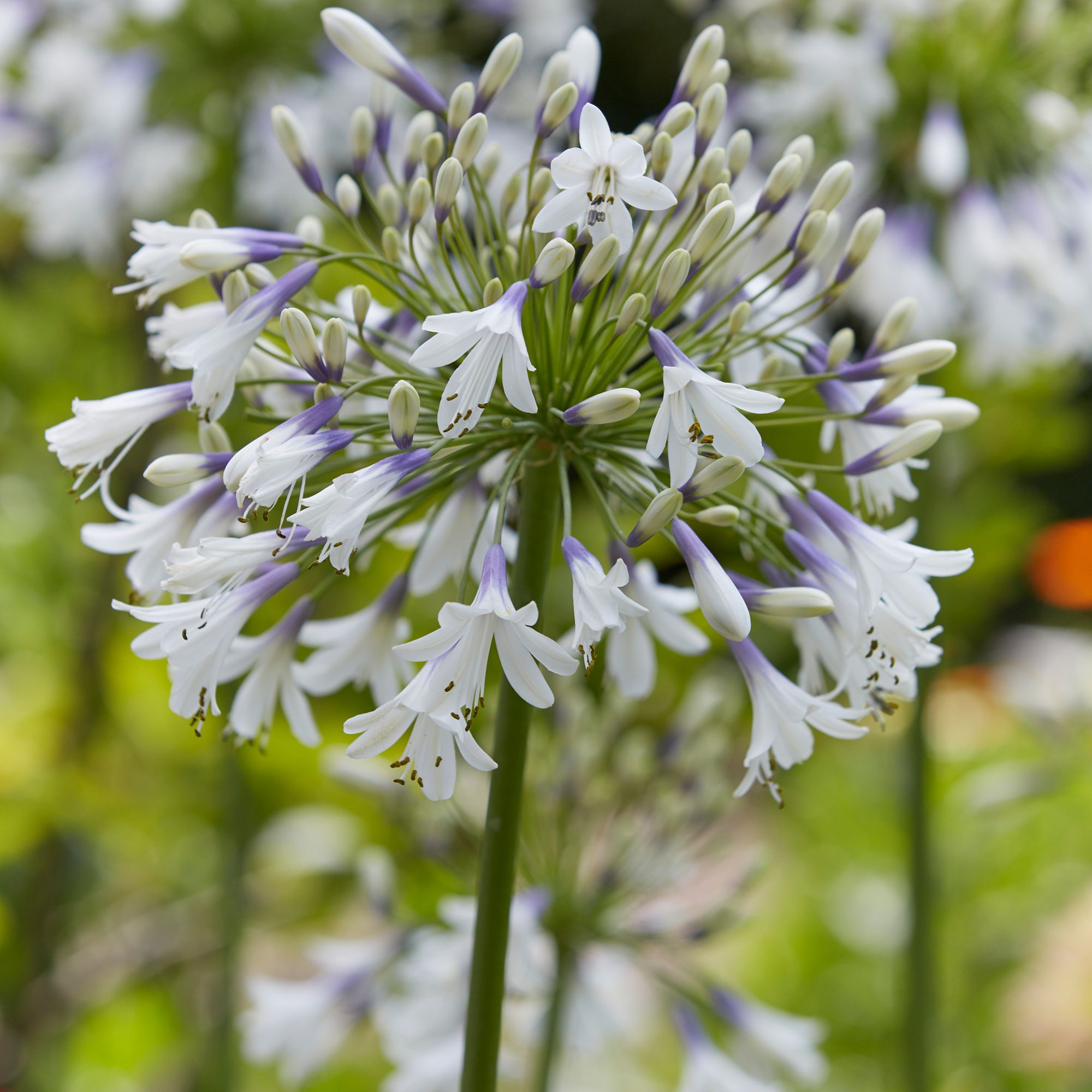 Verve Everpanthus Agapanthus Perennial Plant