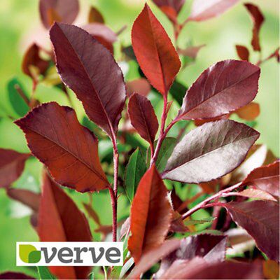 Verve Excellent Little red robin Shrub