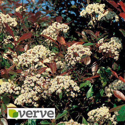 Verve Excellent Red robin Shrub