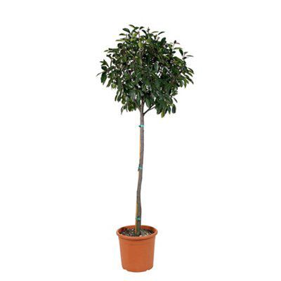 Verve Excellent Red robin | DIY at B&Q