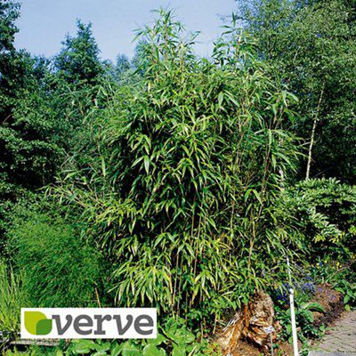 Verve Excellent Shrub