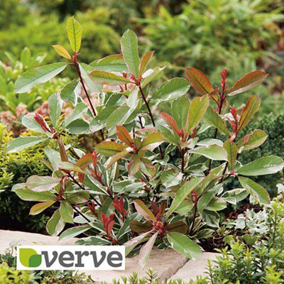 Verve Excellent Shrub