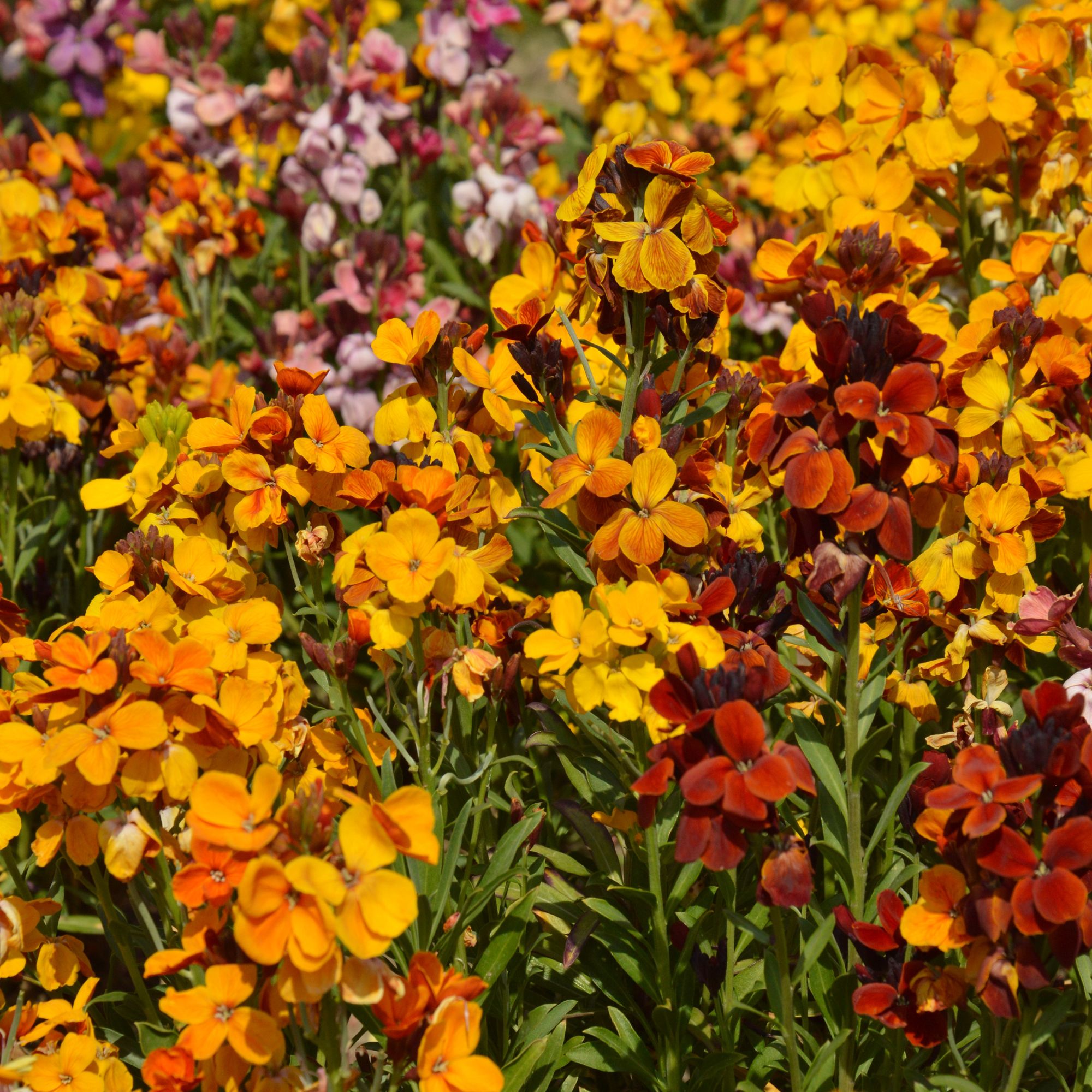 Verve Fair Lady Assorted Wallflower Seeds