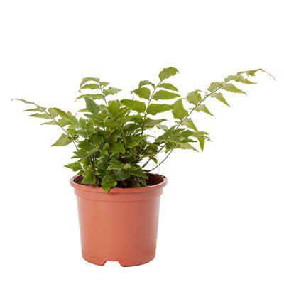 Verve Fern Plant