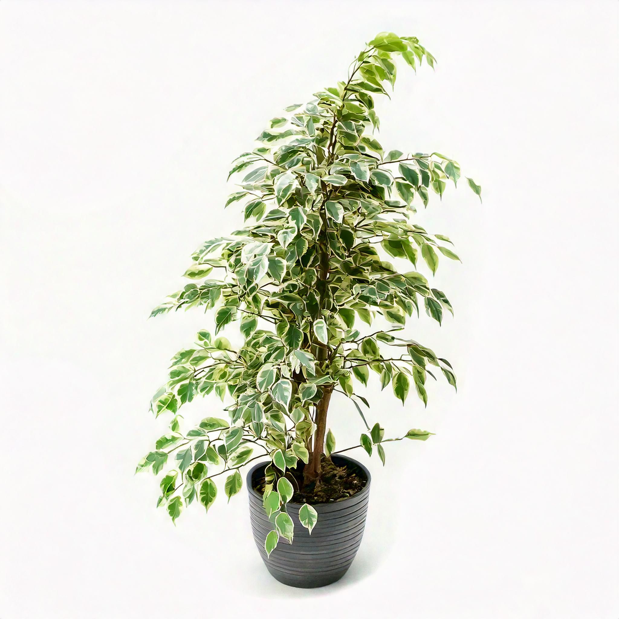 Verve Ficus golden king Foliage Plant in Ceramic Pot 24cm