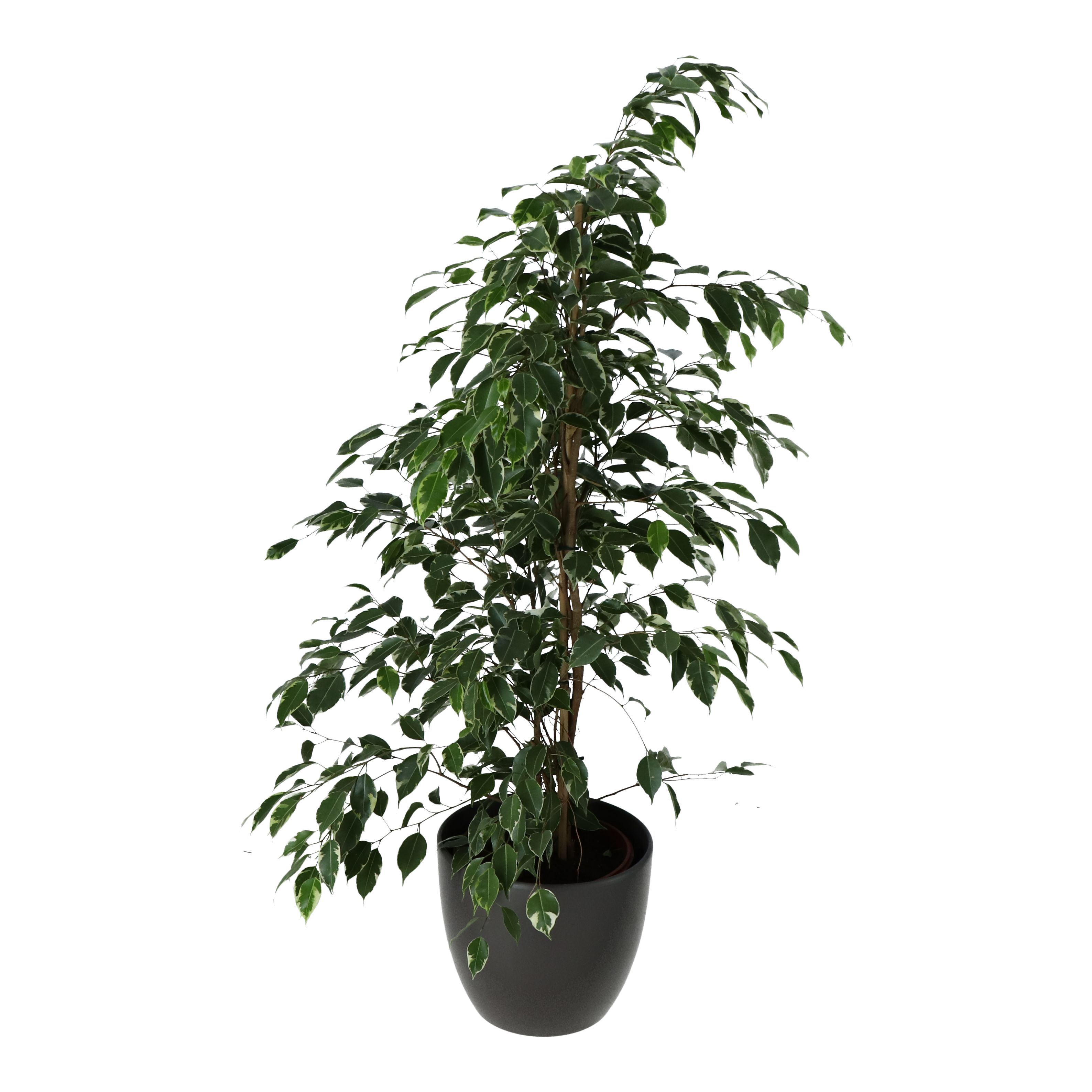 Verve Ficus golden king Foliage Plant in Ceramic Pot 24cm