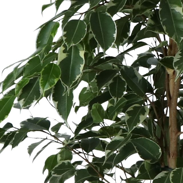 Verve Ficus golden king Foliage Plant in Ceramic Pot 24cm
