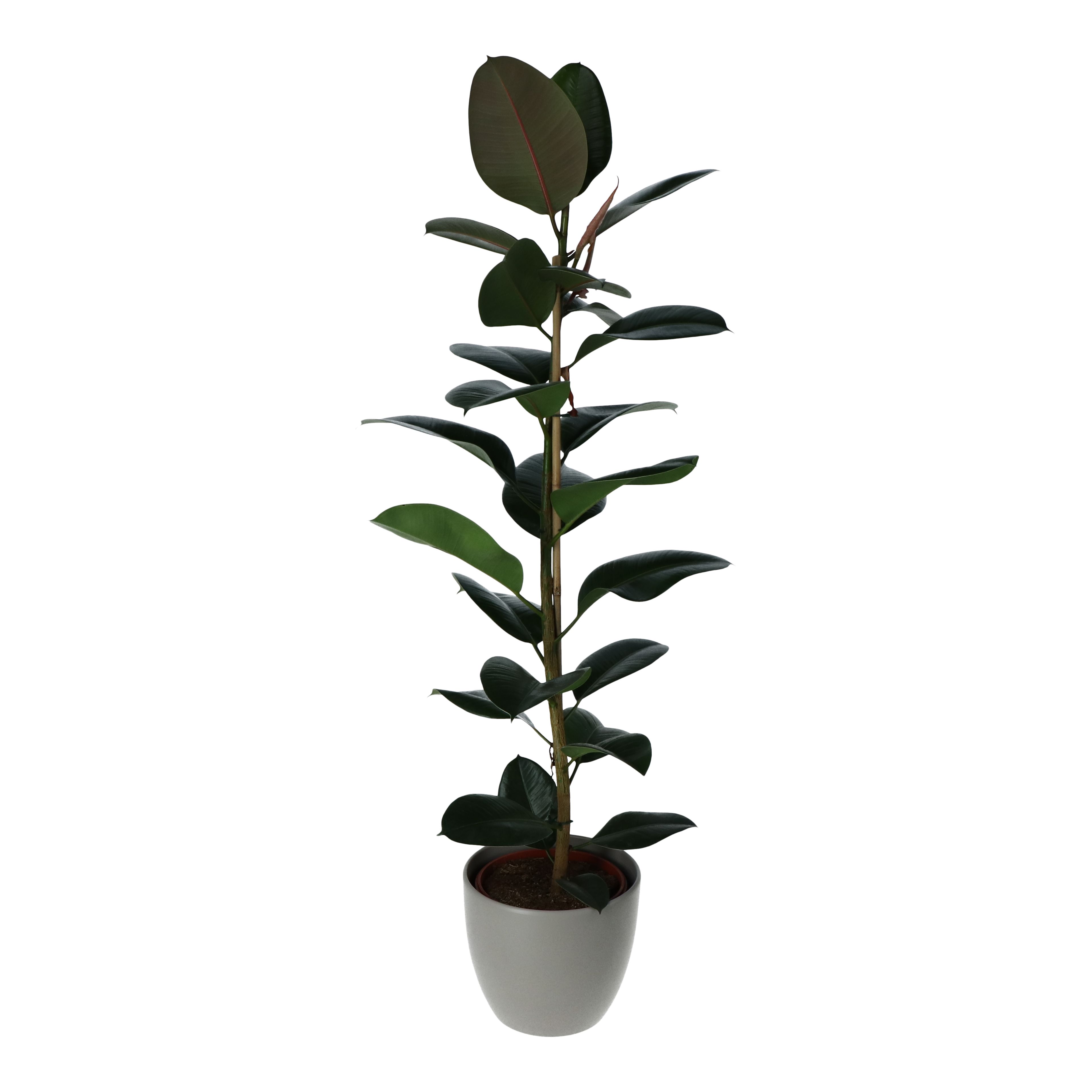 Verve Ficus robusta in Ceramic Pot 24cm