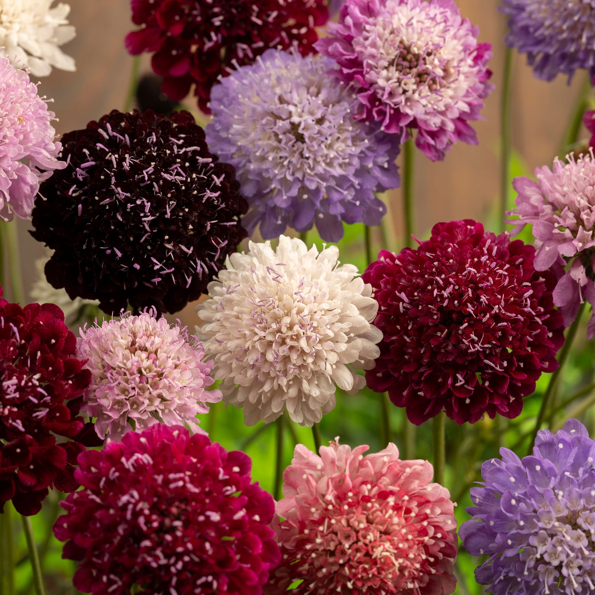 Verve Firering Scabious Seeds