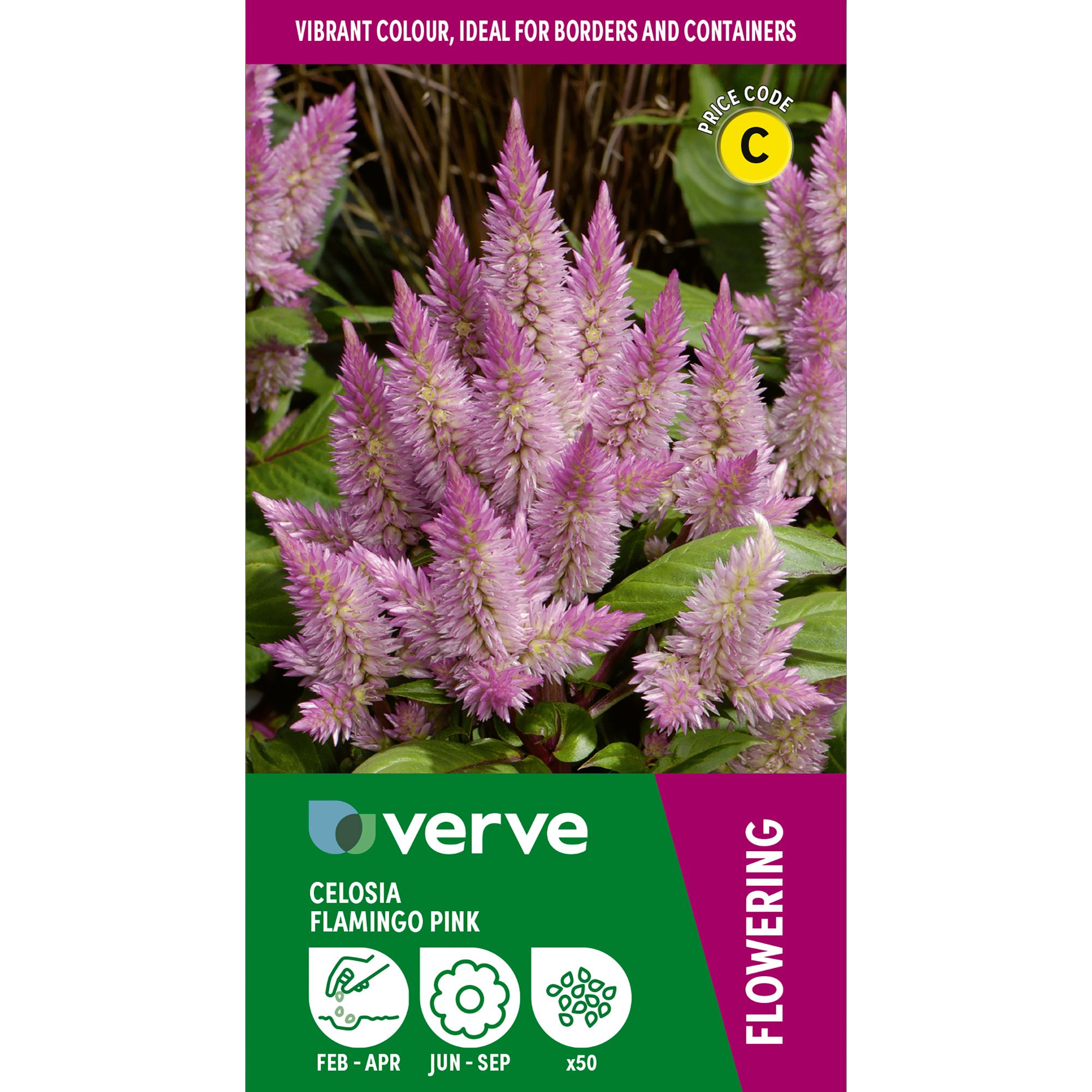 Verve Flamingo Pink Celosia Seeds