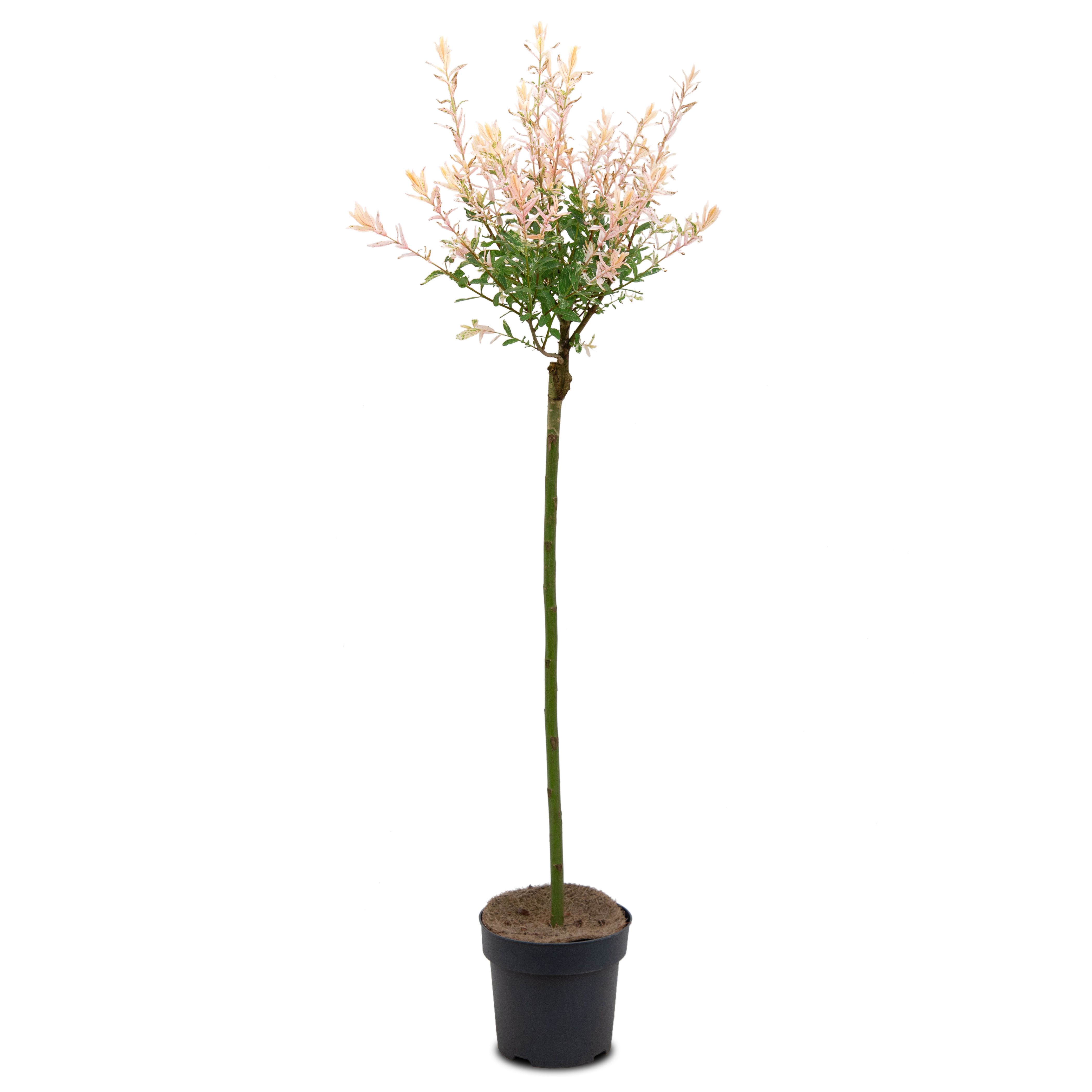 Verve Flamingo willow Tree 'Hakuro-nishiki' Salix , 5L