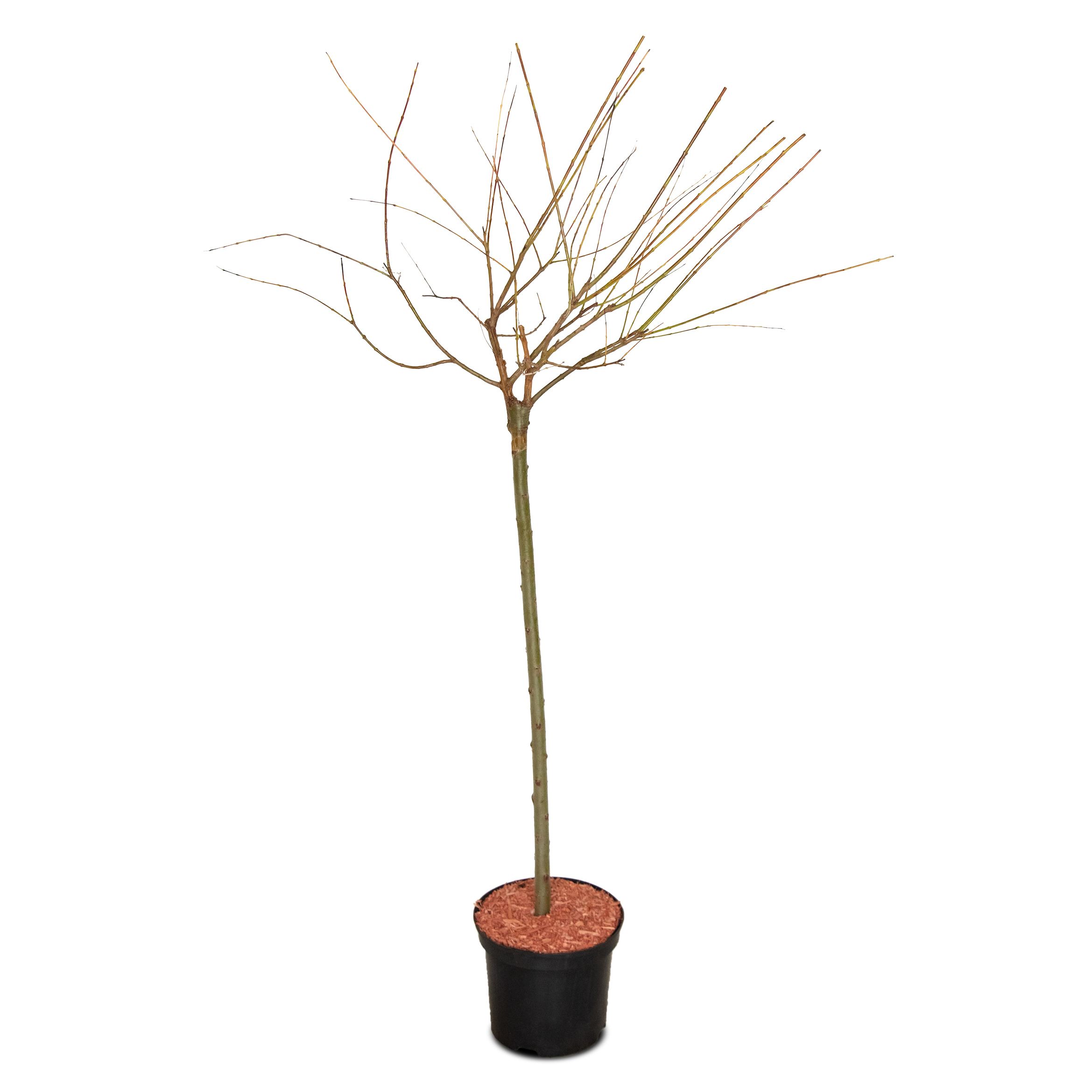VERVE FLAMINGO WILLOW TREE 'HAKURO-NISHIKI' SALIX , 5L