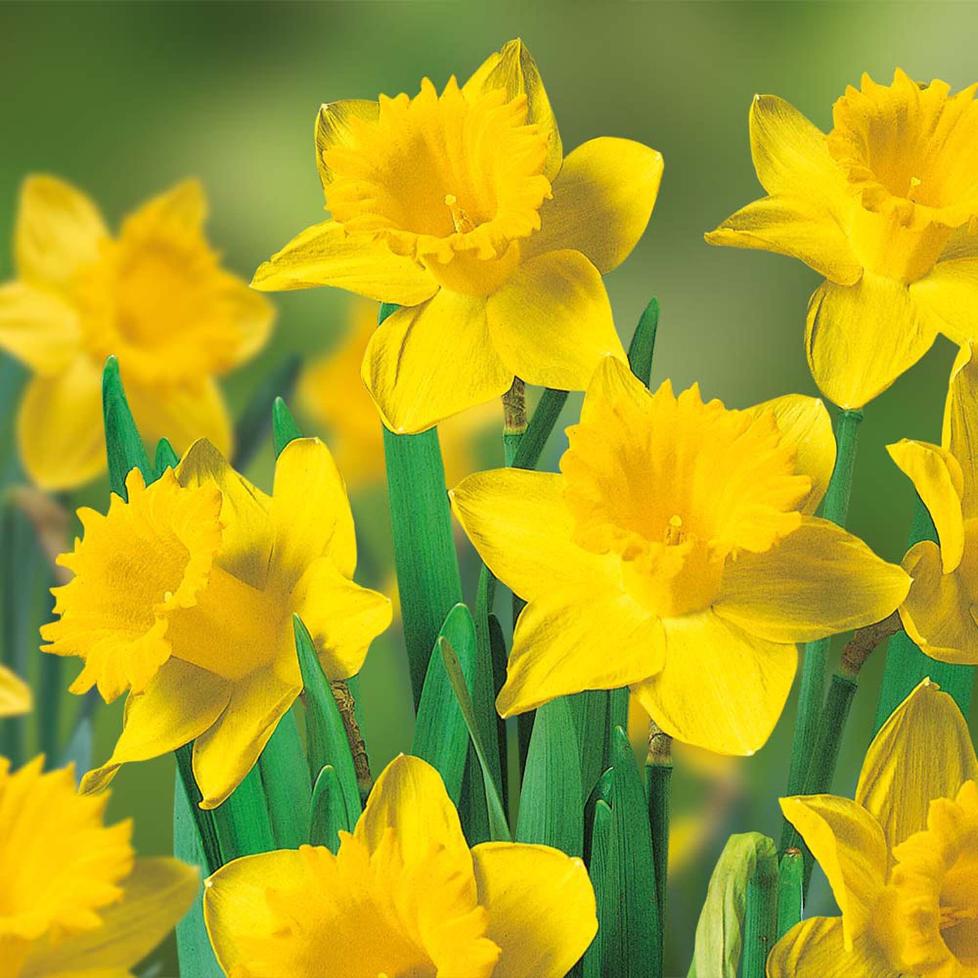 Verve Flower bulb 3kg