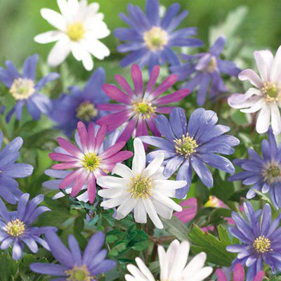 Verve Flower bulb