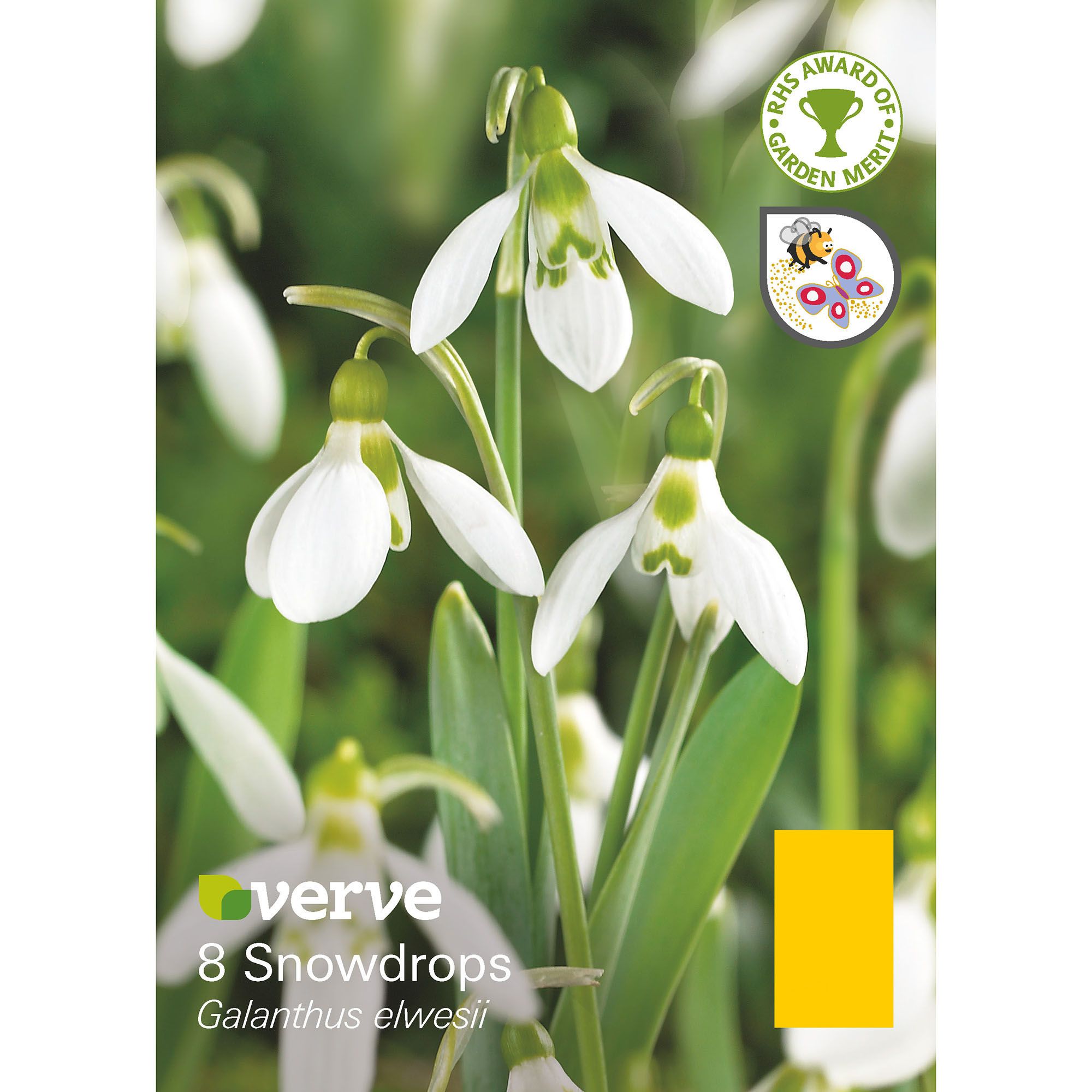 Verve Flower bulb