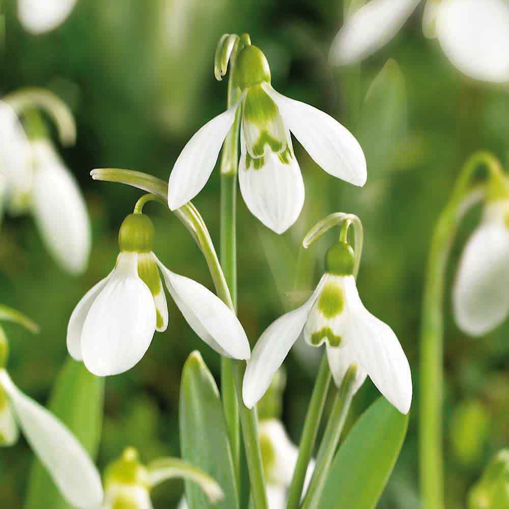 Verve Flower bulb