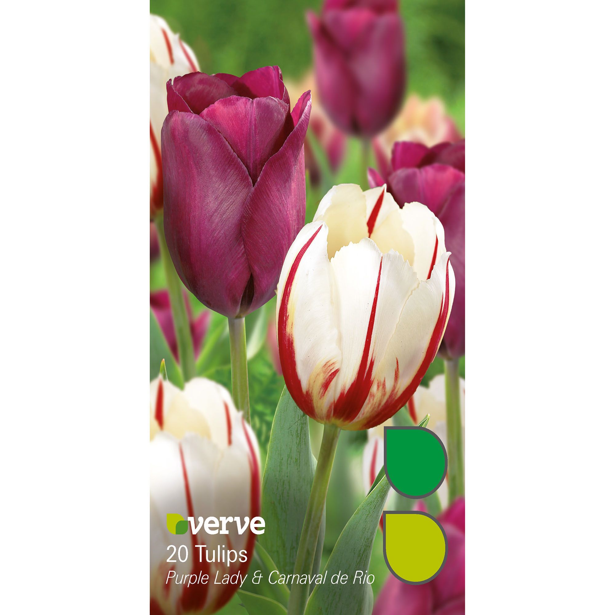 Verve Flower bulb