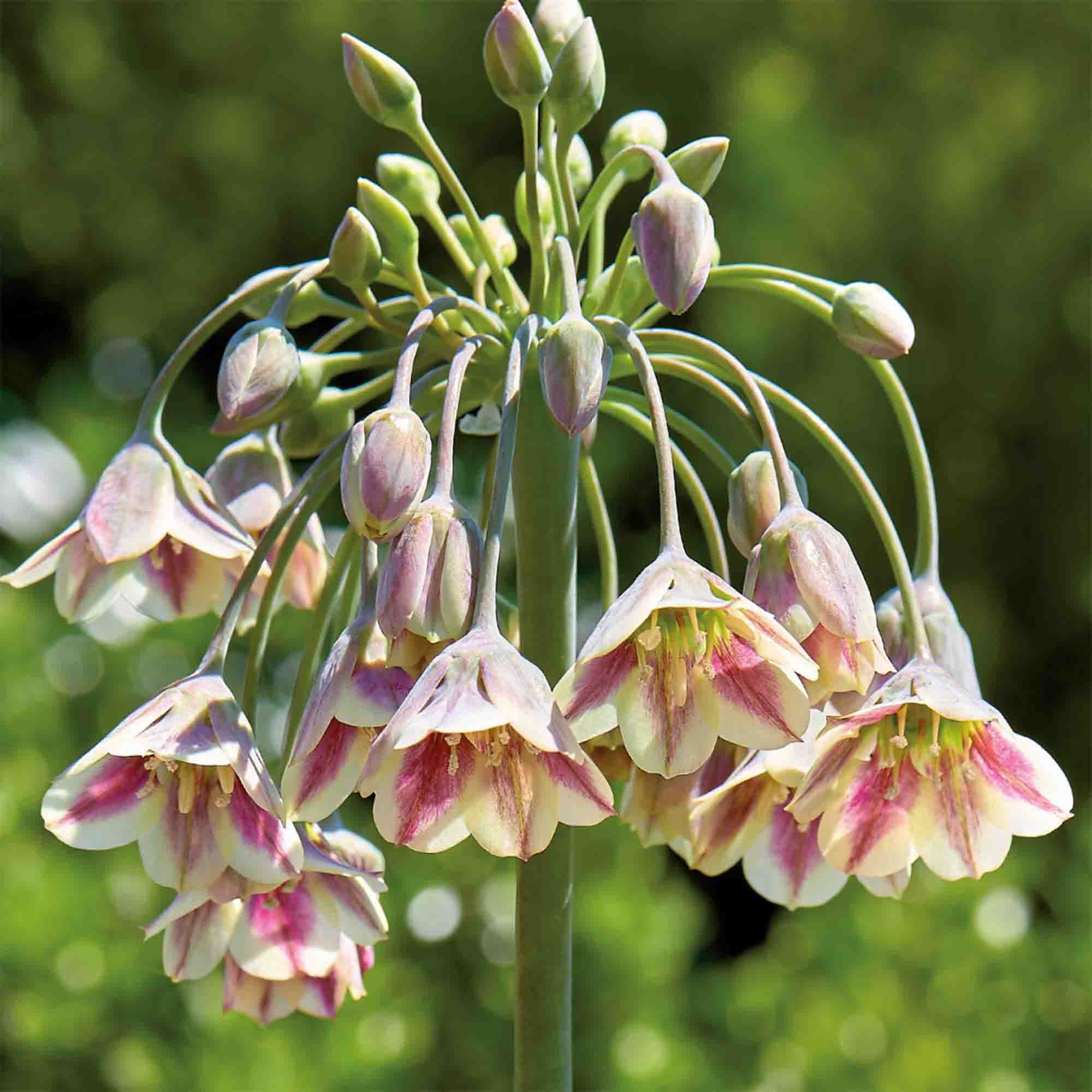 Verve Flower bulb