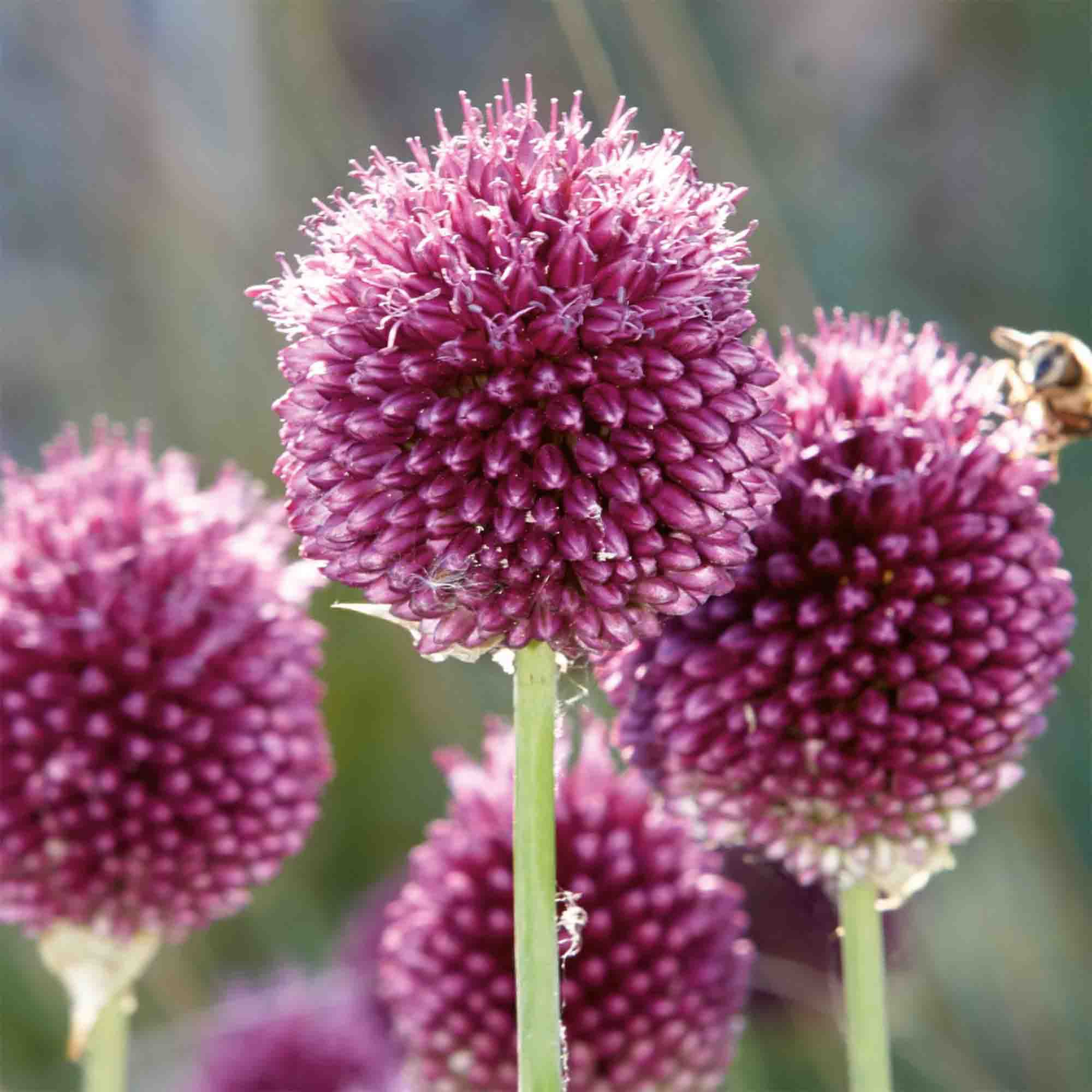 Verve Flower bulb