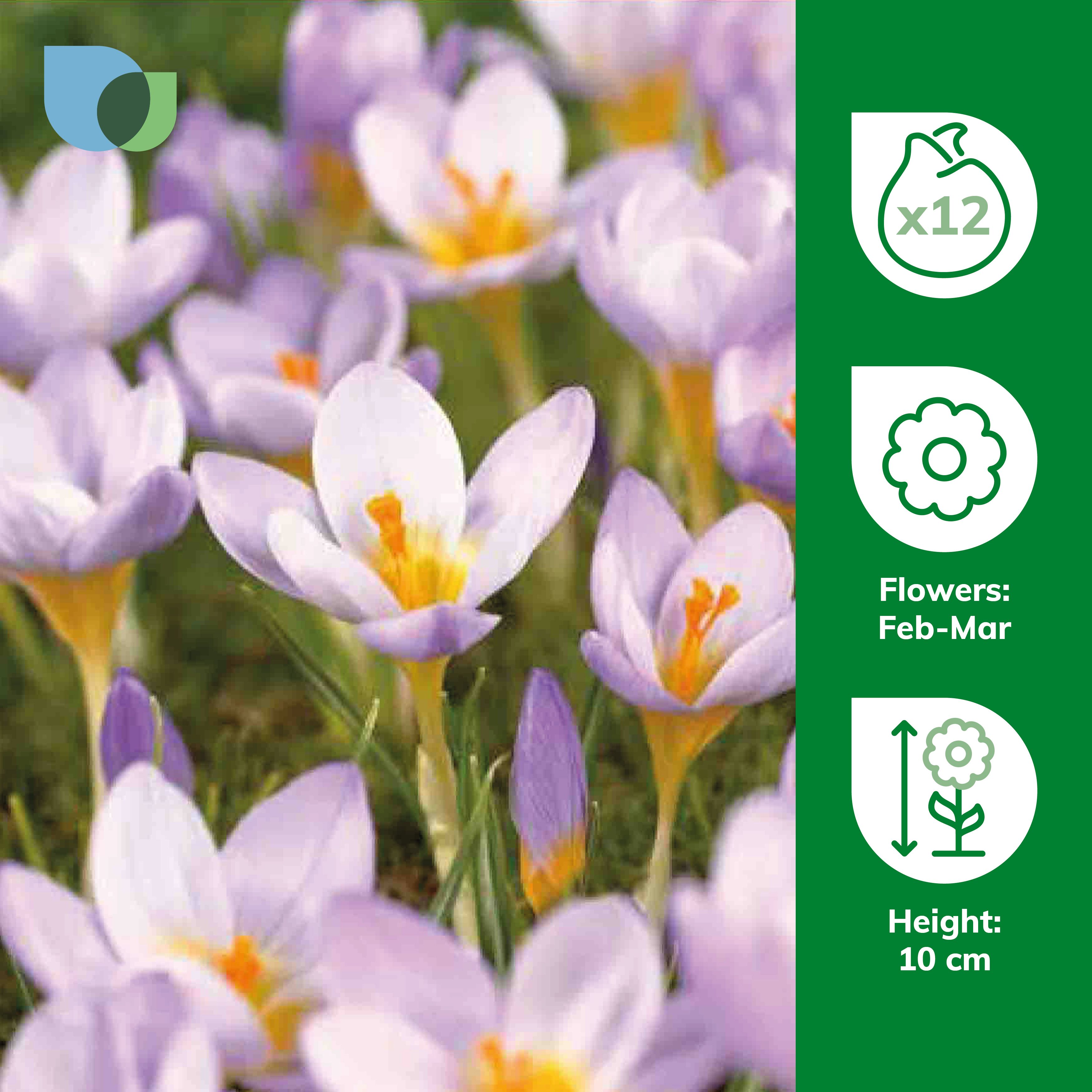 Verve Flower bulb