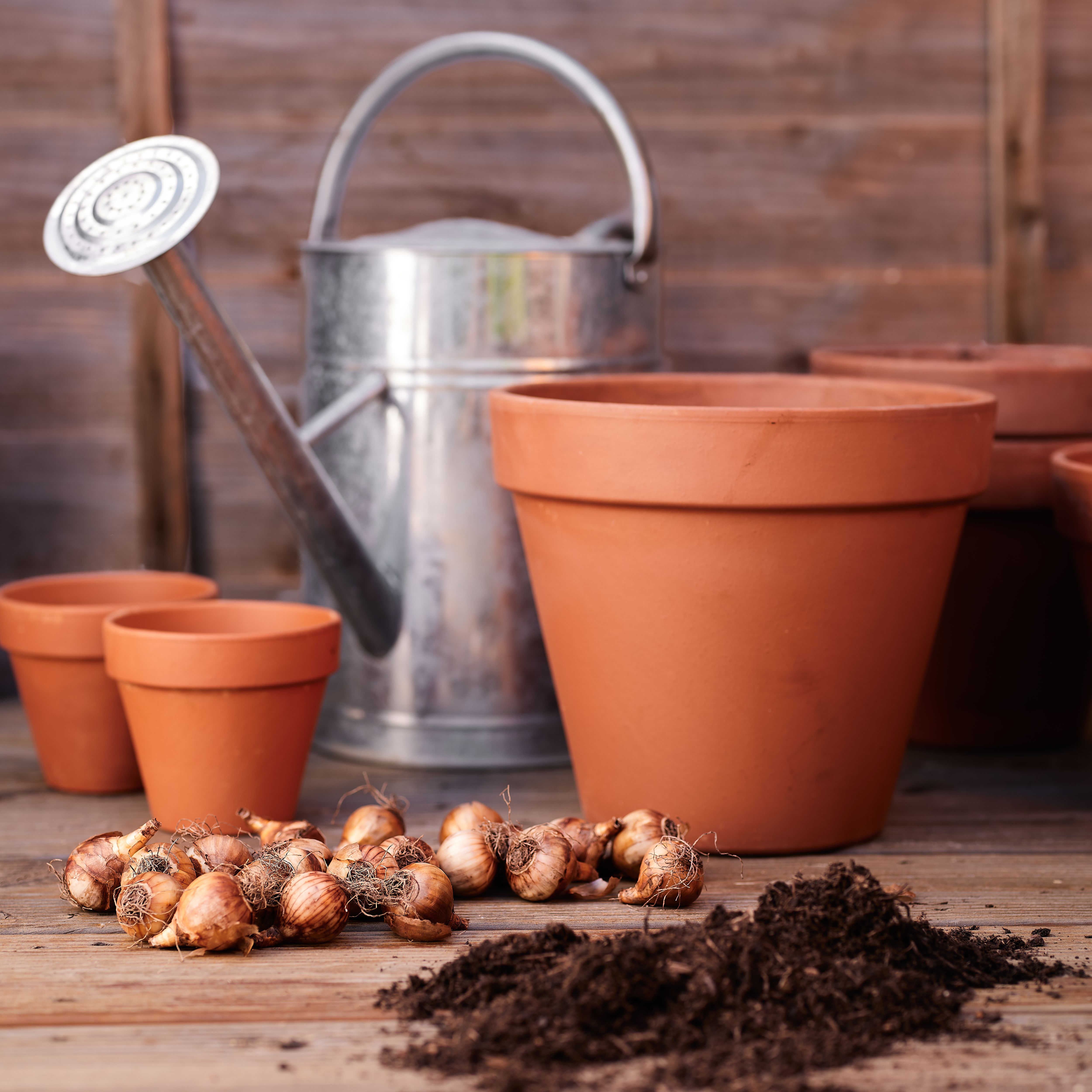 Verve Flower bulb