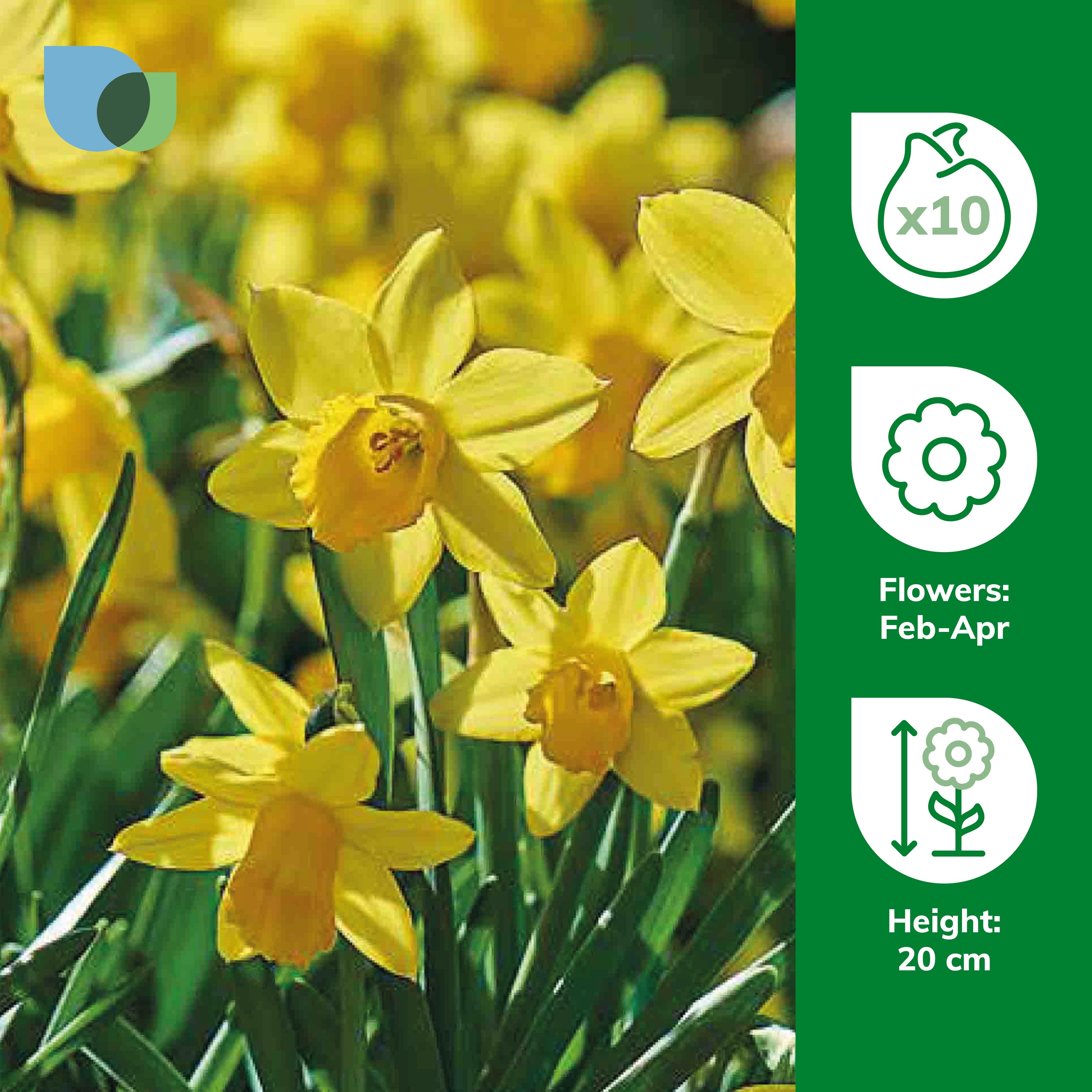 Verve Flower bulb