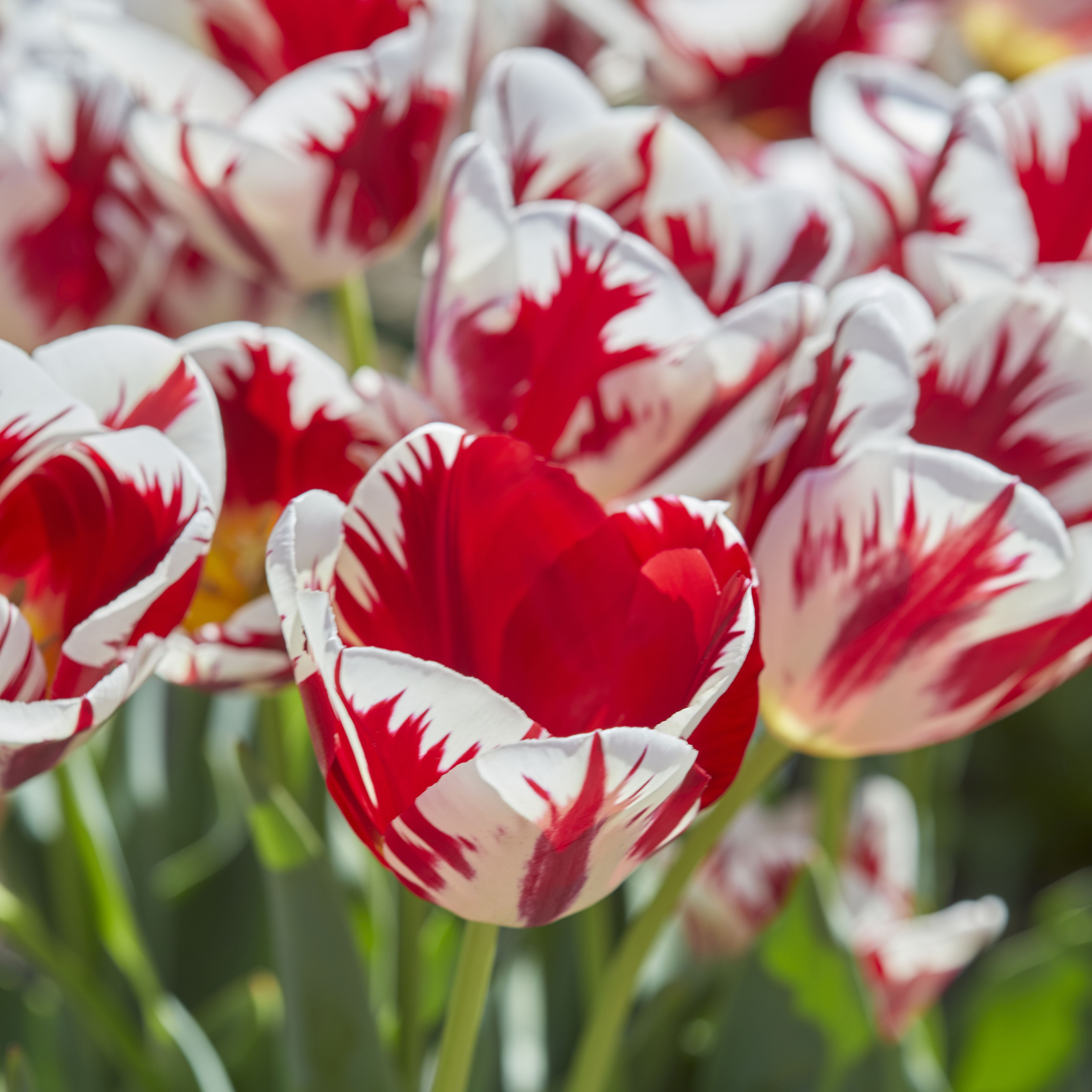 Verve Flower bulb