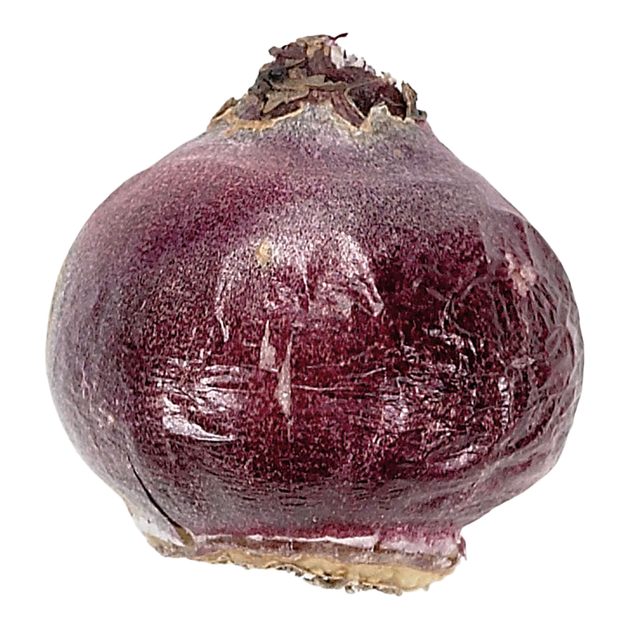 Verve Flower bulb