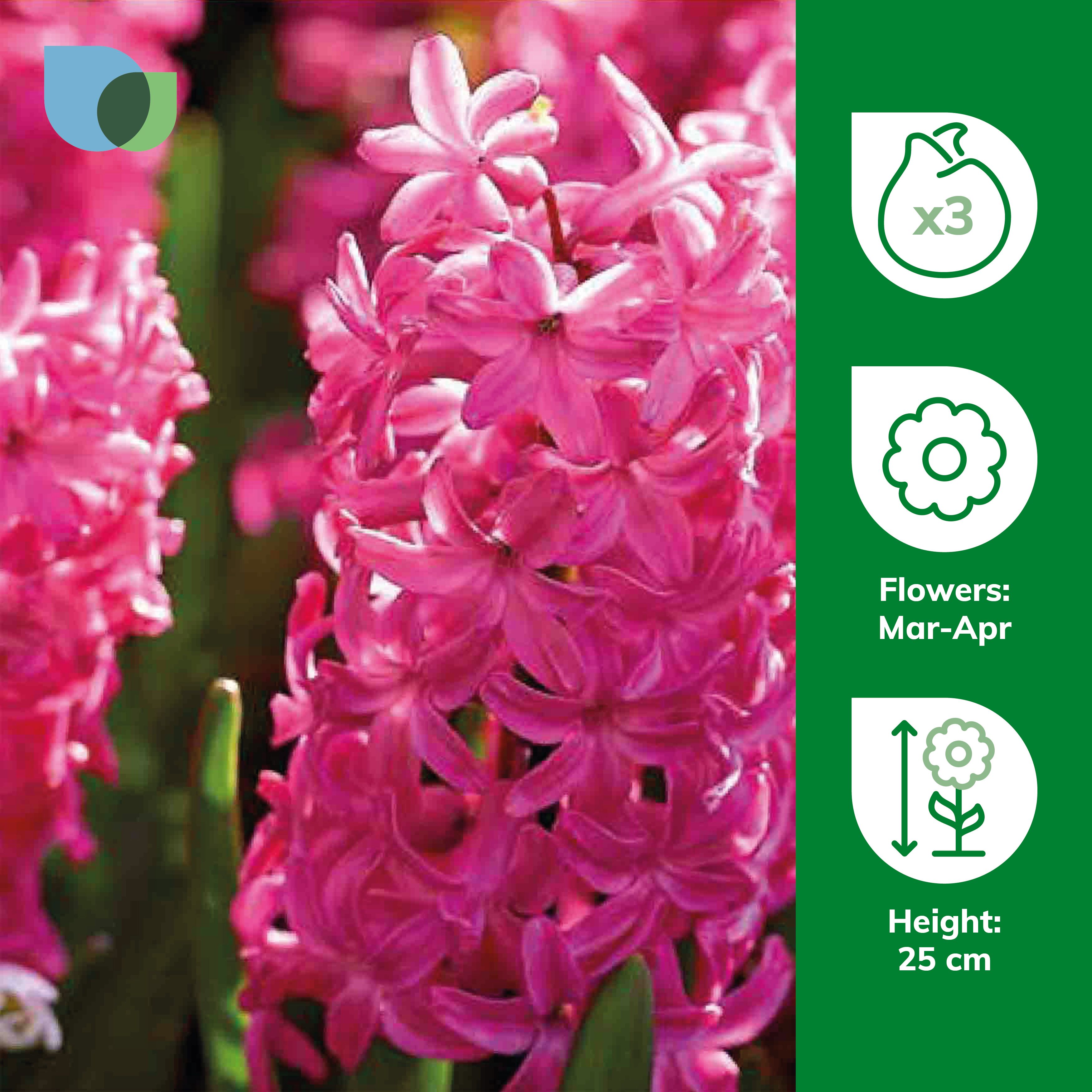 Verve Flower bulb