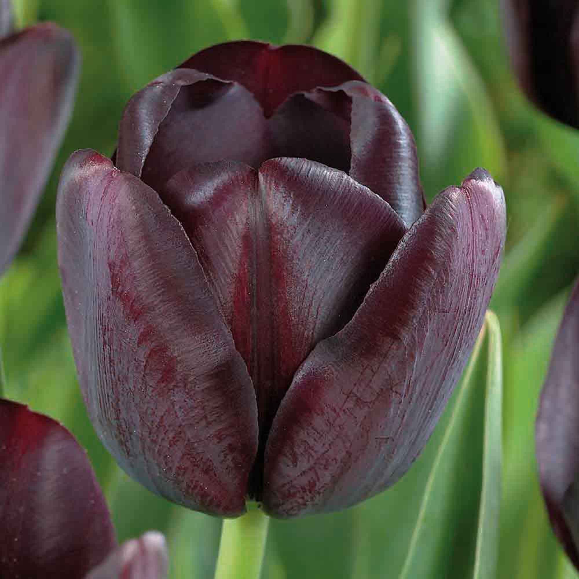 Verve Flower bulb