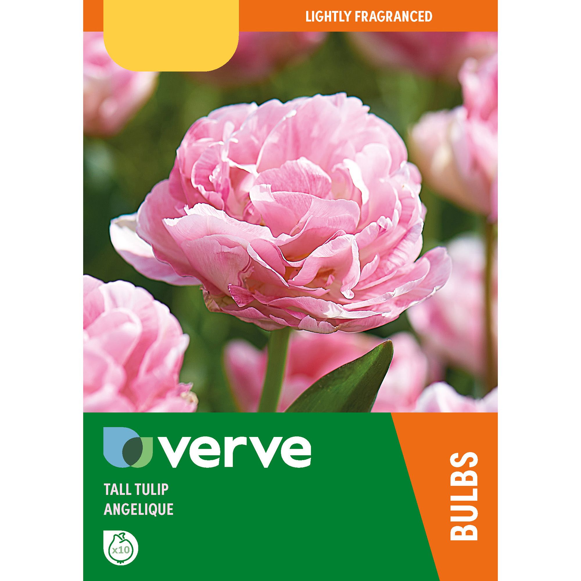 Verve Flower bulb