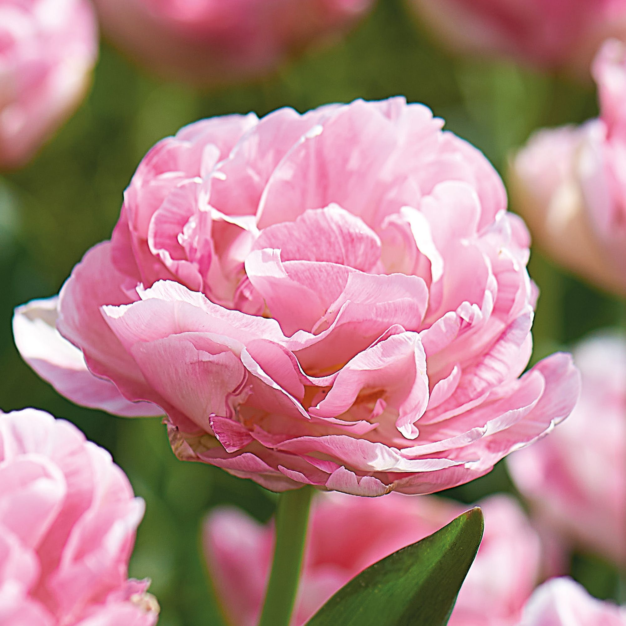 Verve Flower bulb