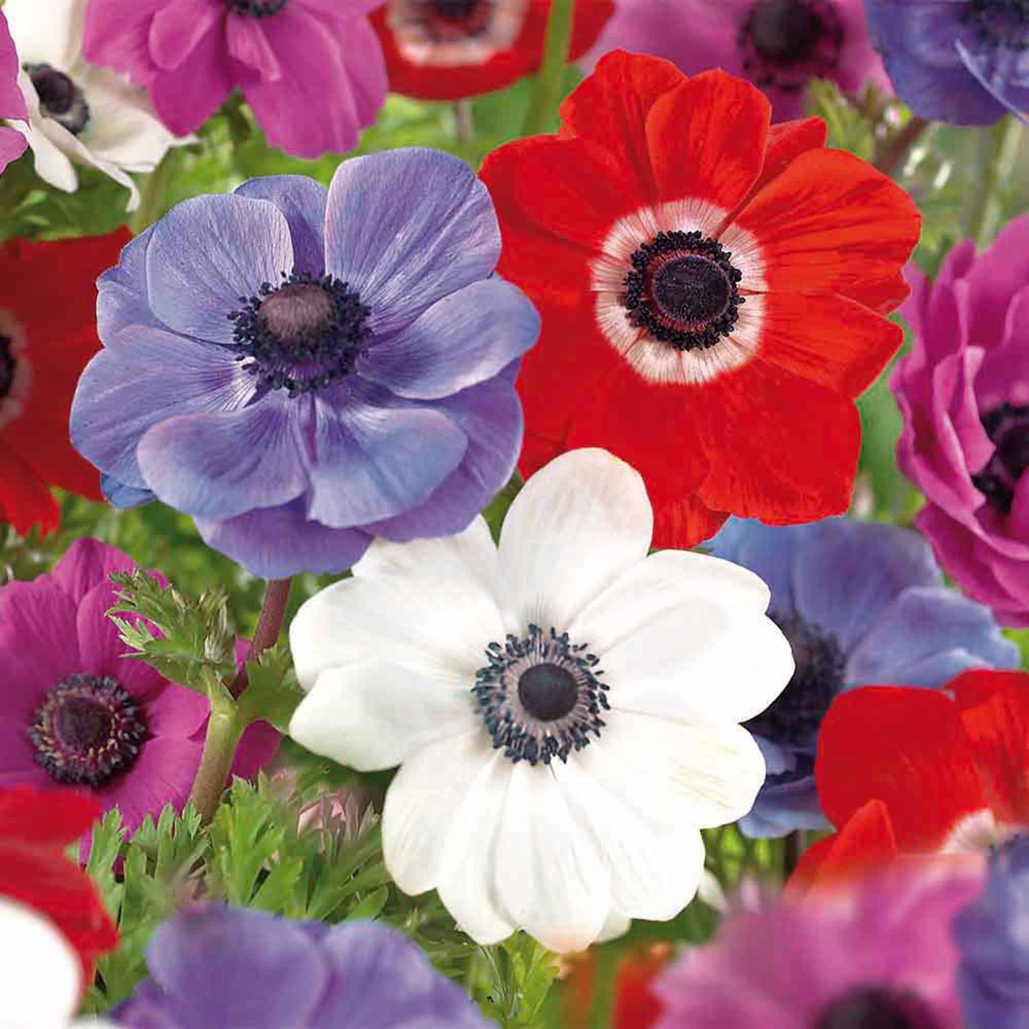 Verve Flower bulb