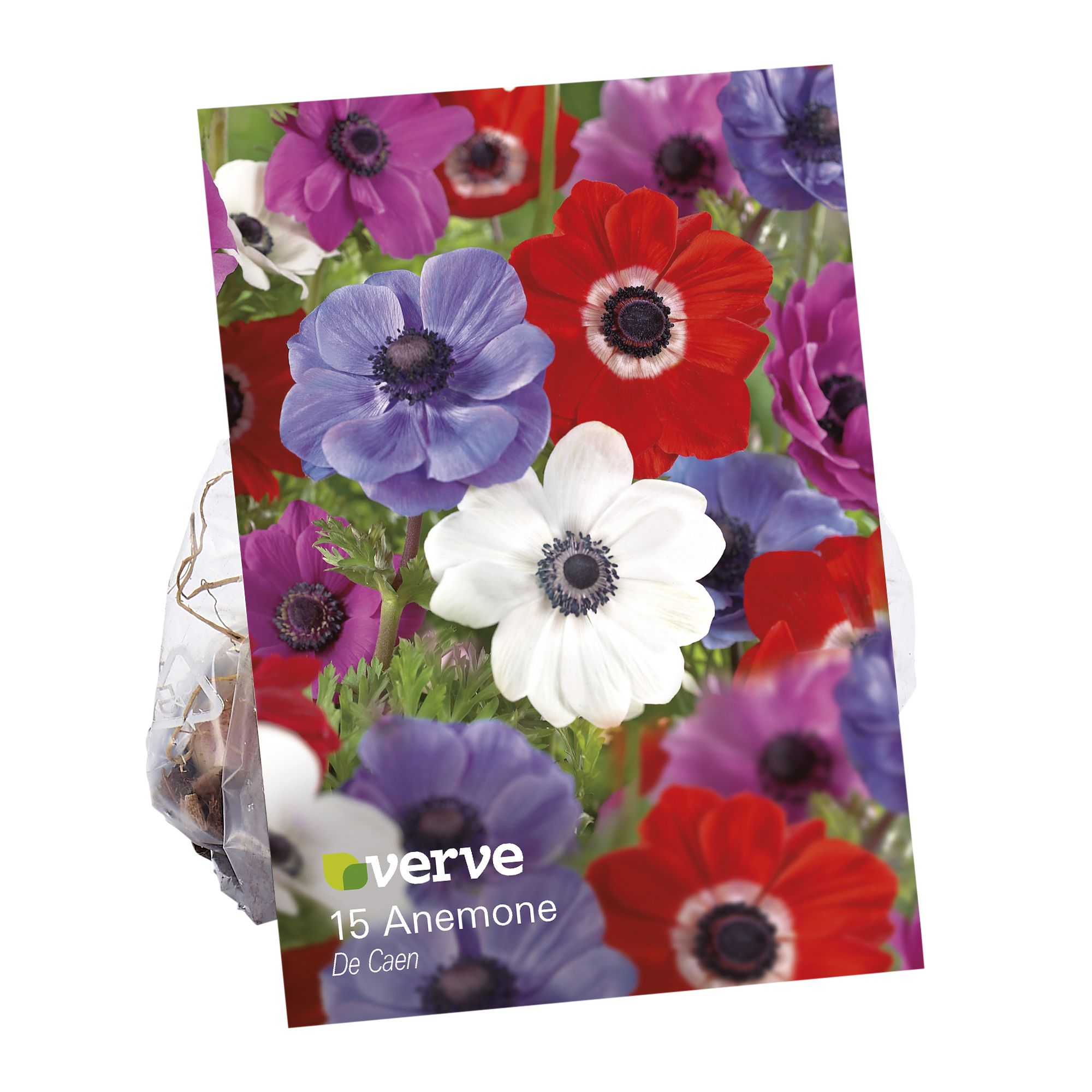 Verve Flower bulb
