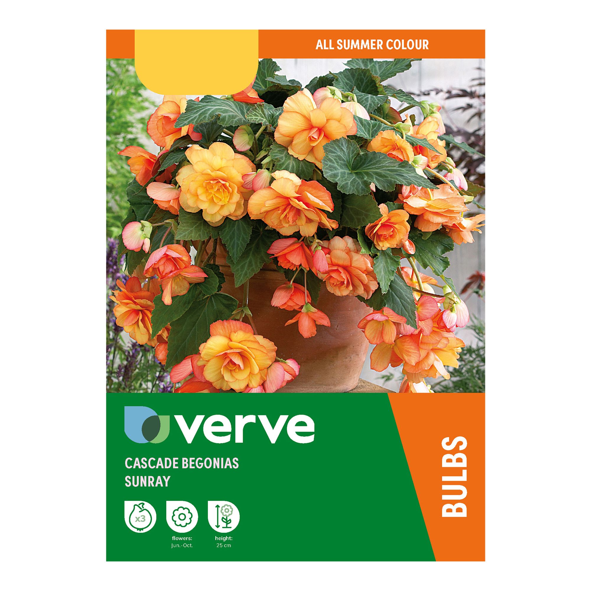 Verve Flower bulb