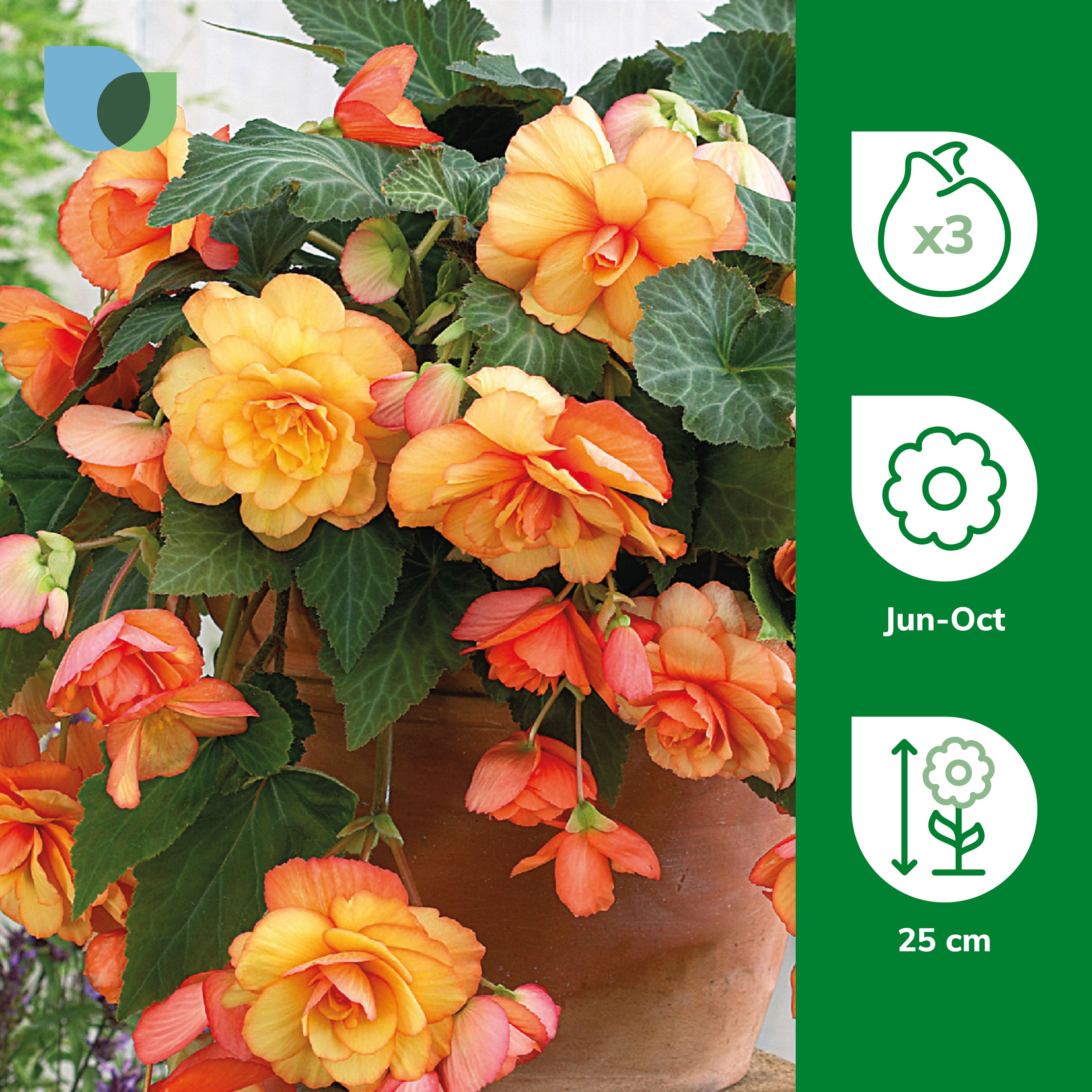Verve Flower bulb