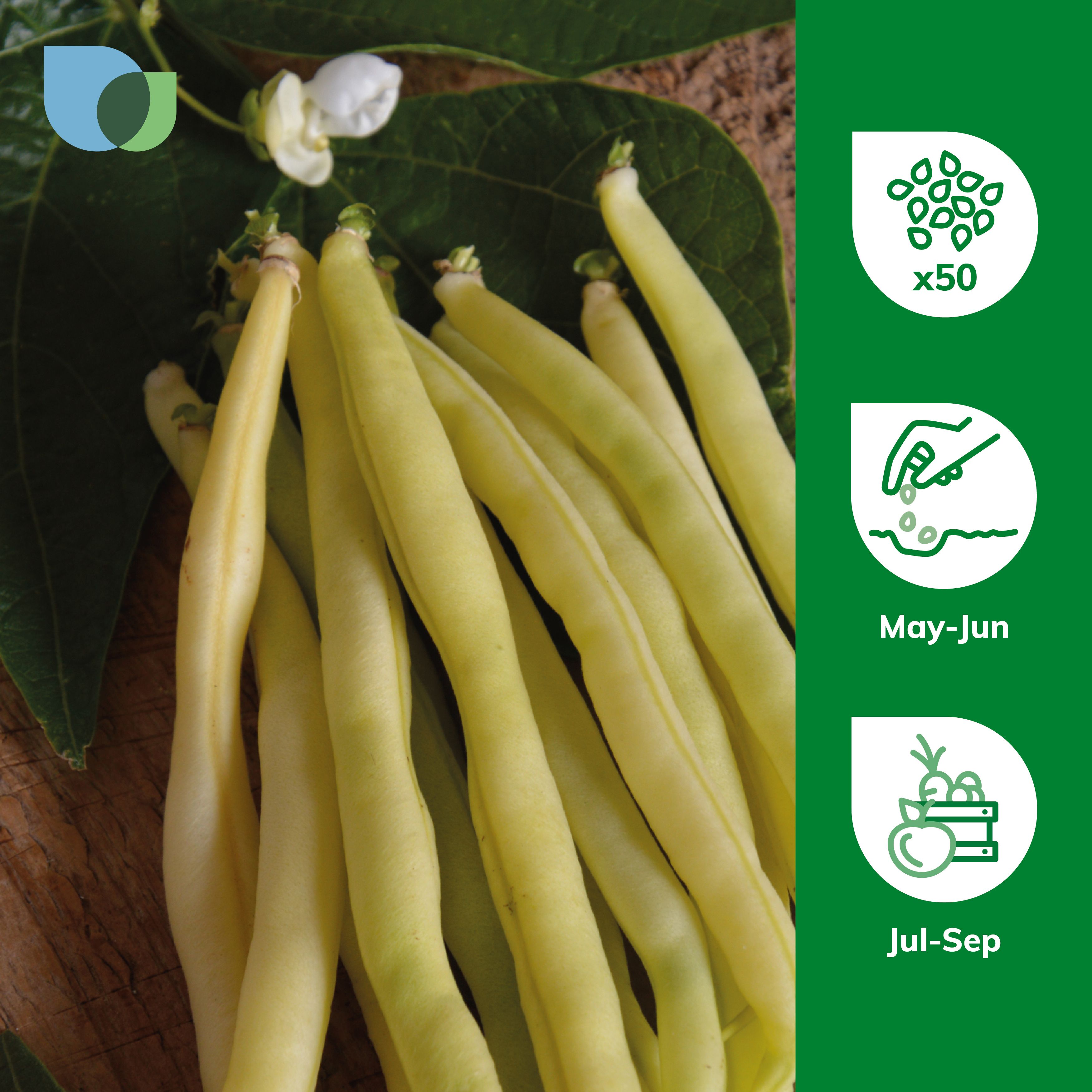 Verve French bean 'Bergold' Vegetable Seeds