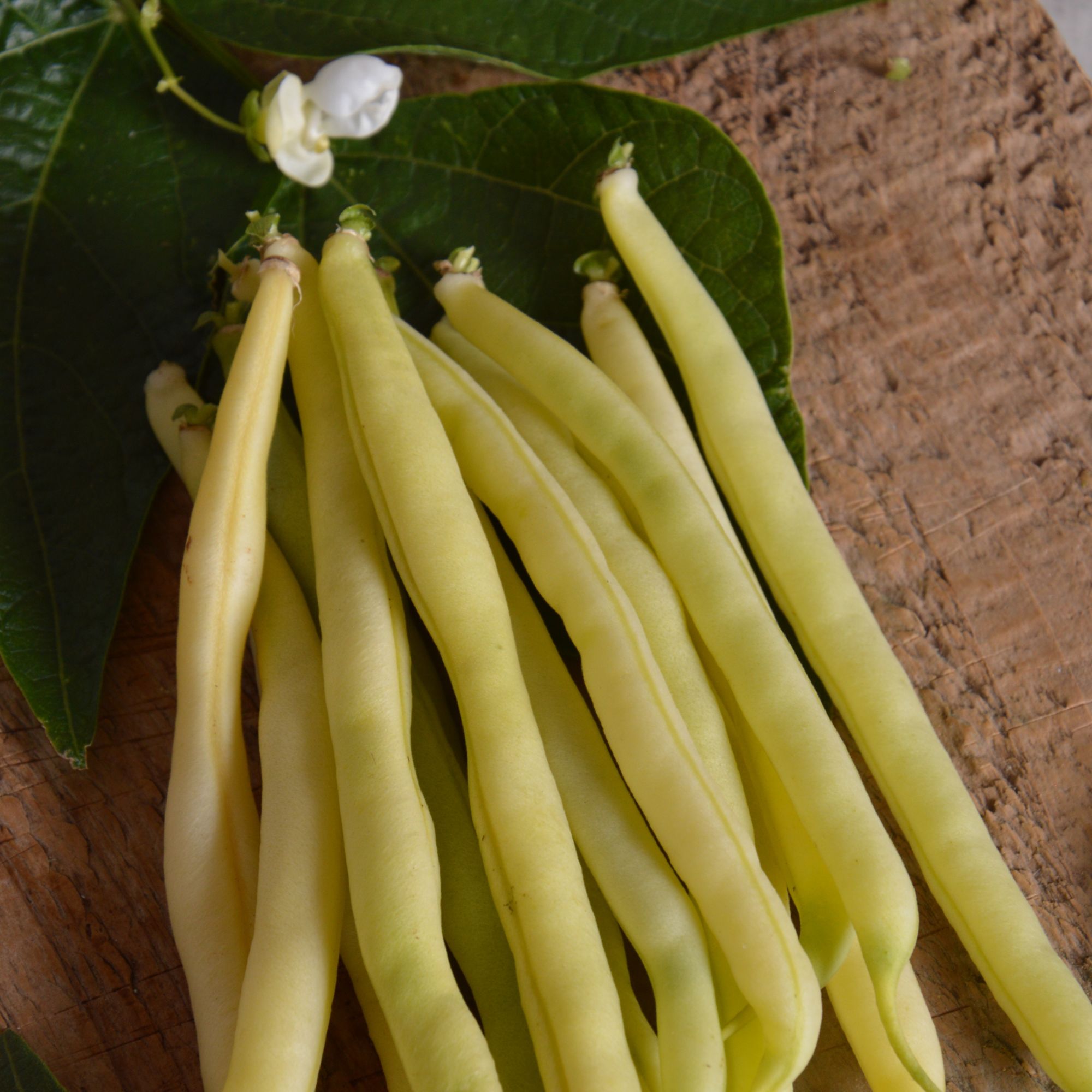 Verve French bean 'Bergold' Vegetable Seeds