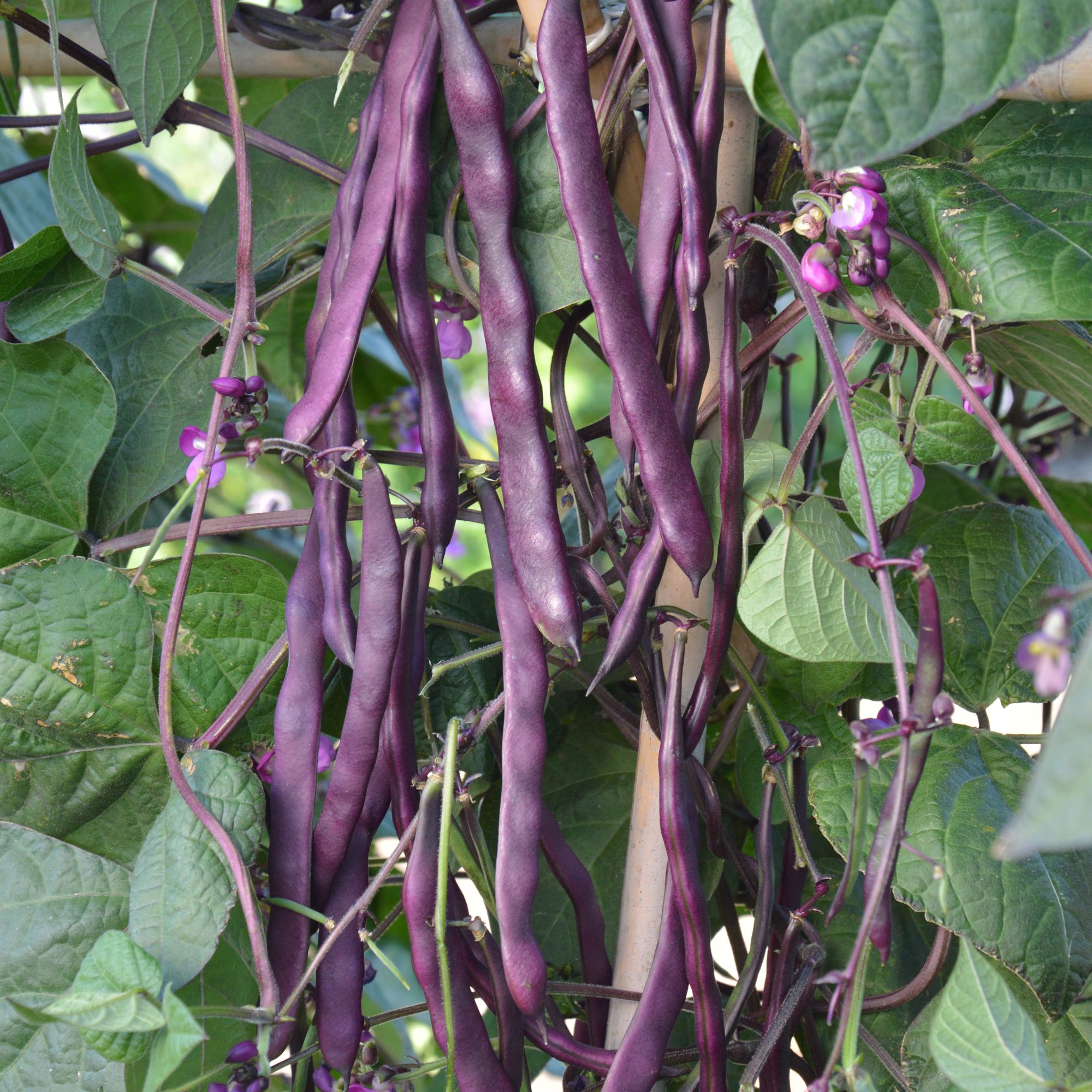 Verve French bean 'Blauhilde' Vegetable Seeds