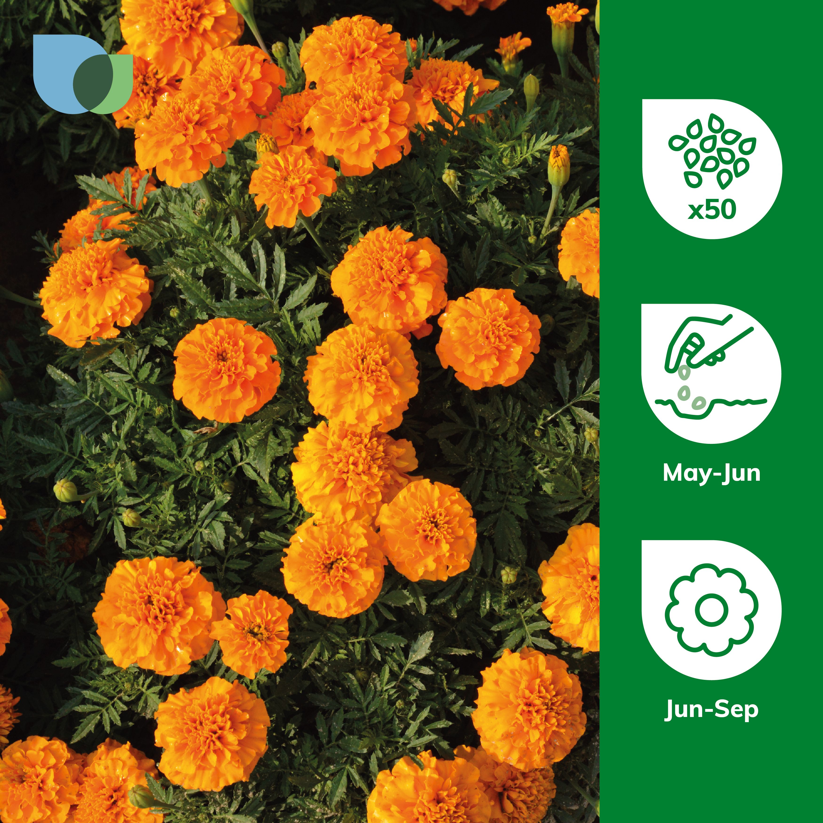Verve French Boy Orange Marigold Flower Seeds