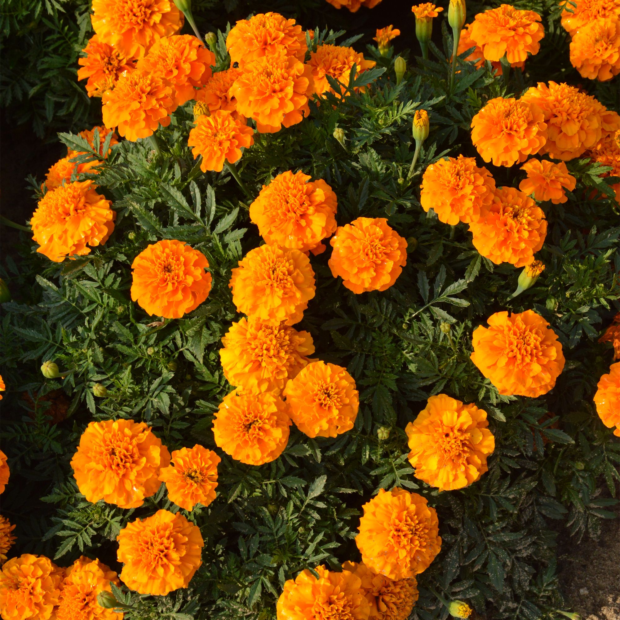 Verve French Boy Orange Marigold Flower Seeds