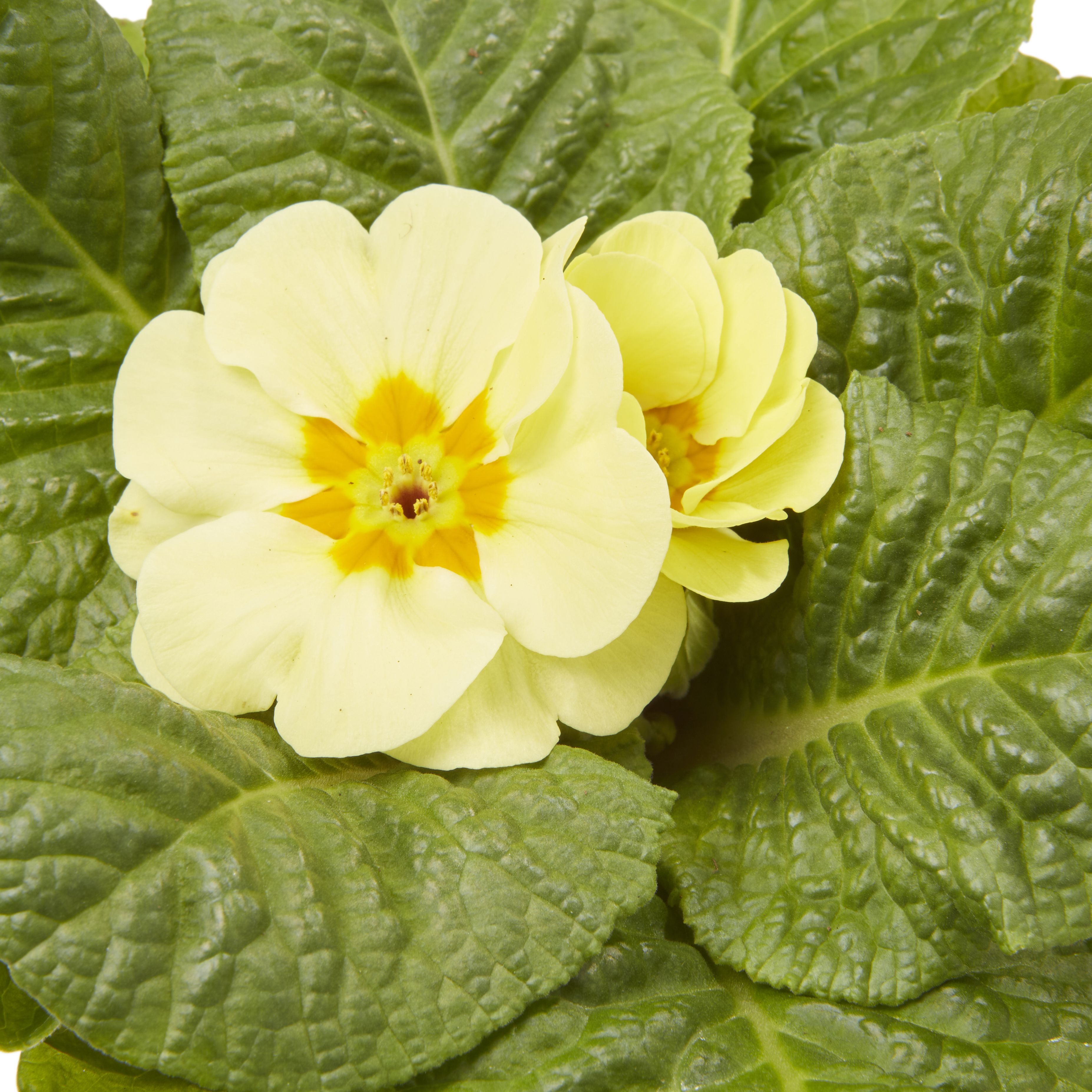 Verve Frost hardy Primrose Yellow Bedding plant 10.5cm, Pack of 6 | DIY ...