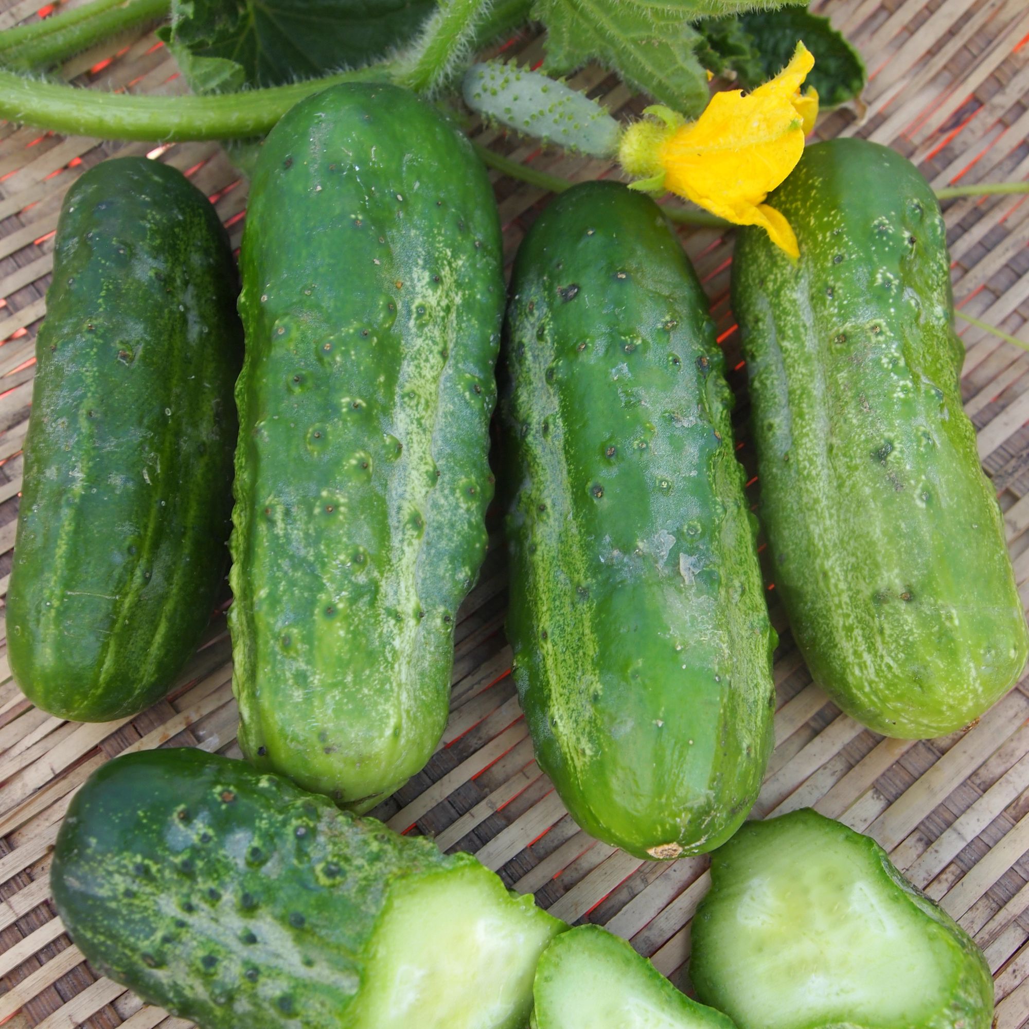 Verve Gherkin 'Parisian Pickling' Vegetable Seeds