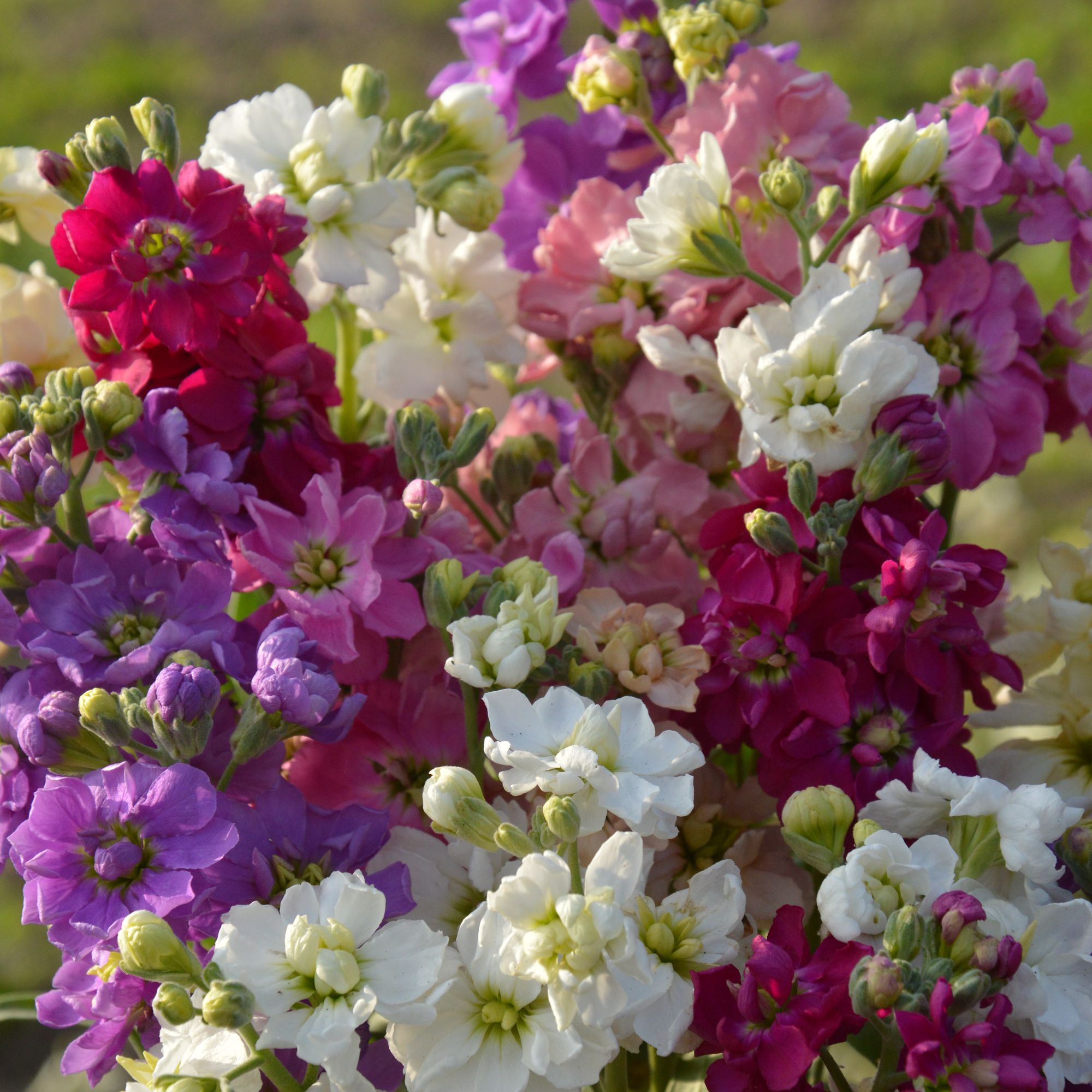 Verve Giant Perfection Mix Stock Seeds