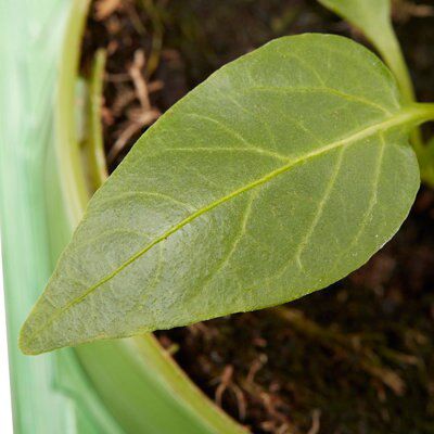 Verve Green Chilli
