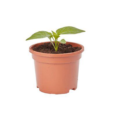 Verve Green Pepper