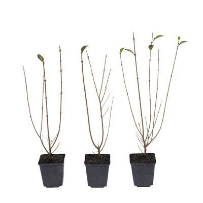 Verve Green Privet hedging Shrub