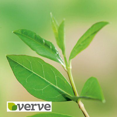 Verve Green Privet hedging Shrub