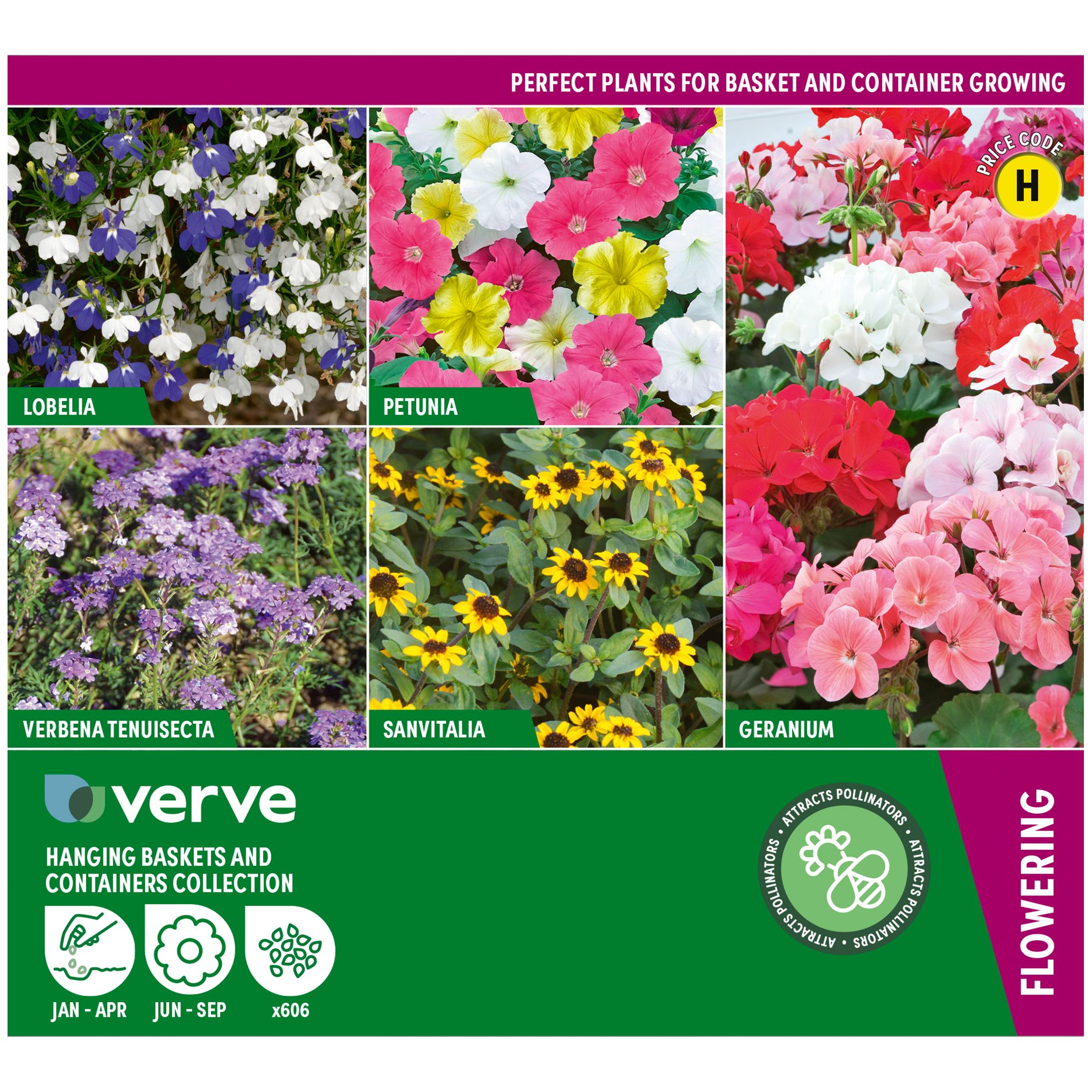 Verve Hanging baskets & Containers Collection Seeds
